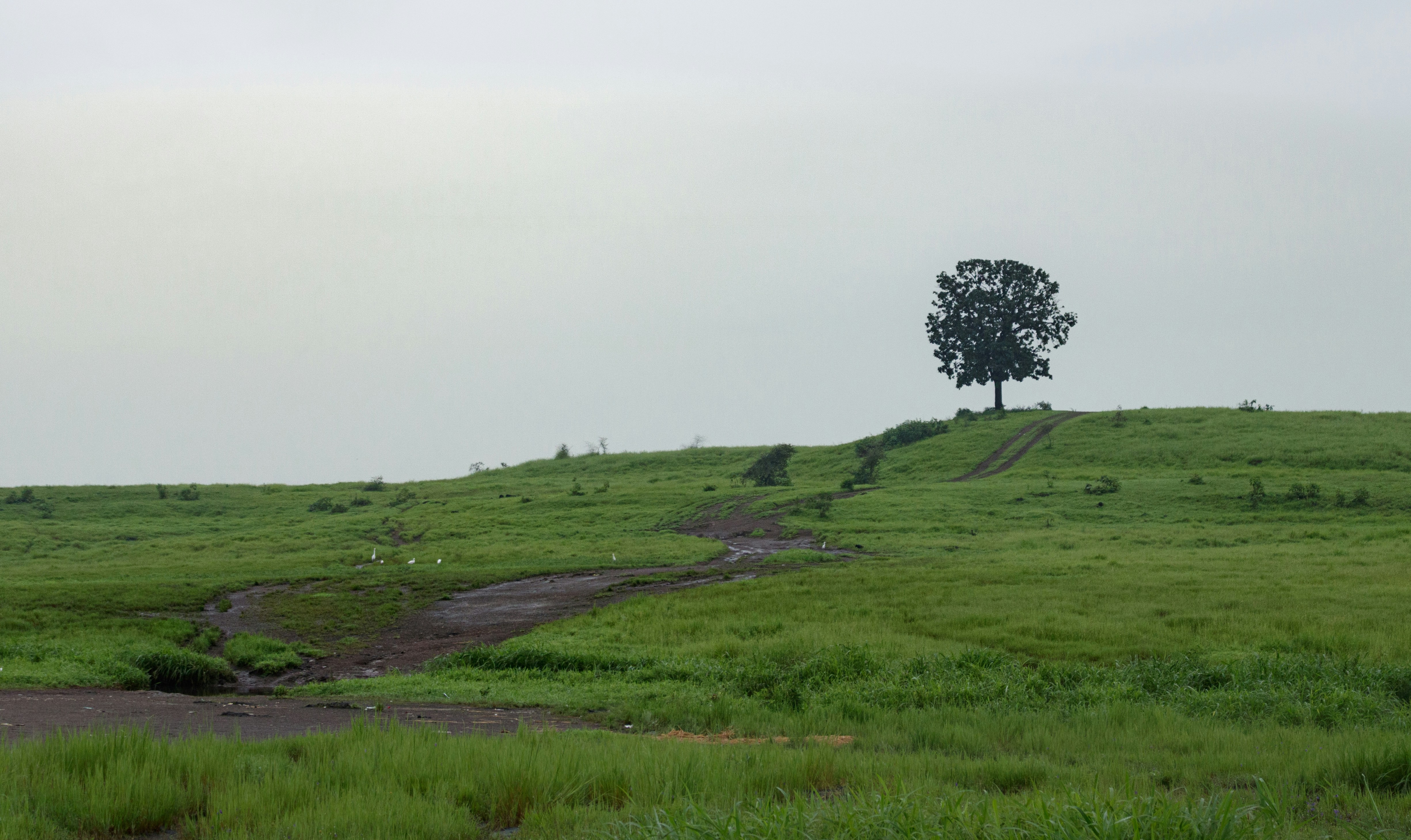  Lone Tree on the Hilltop Road
