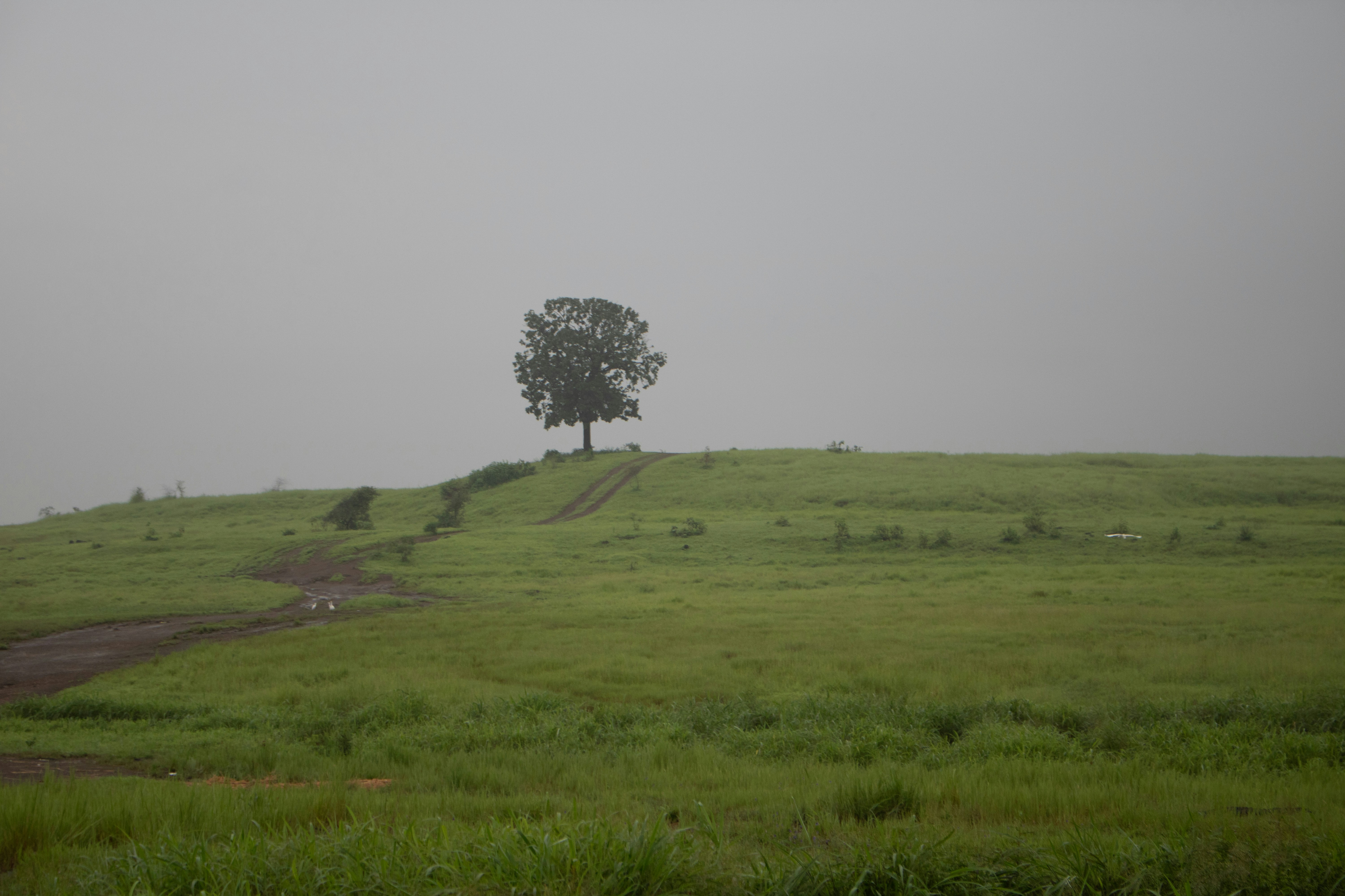  lone tree on a gentle hill under overcast skies