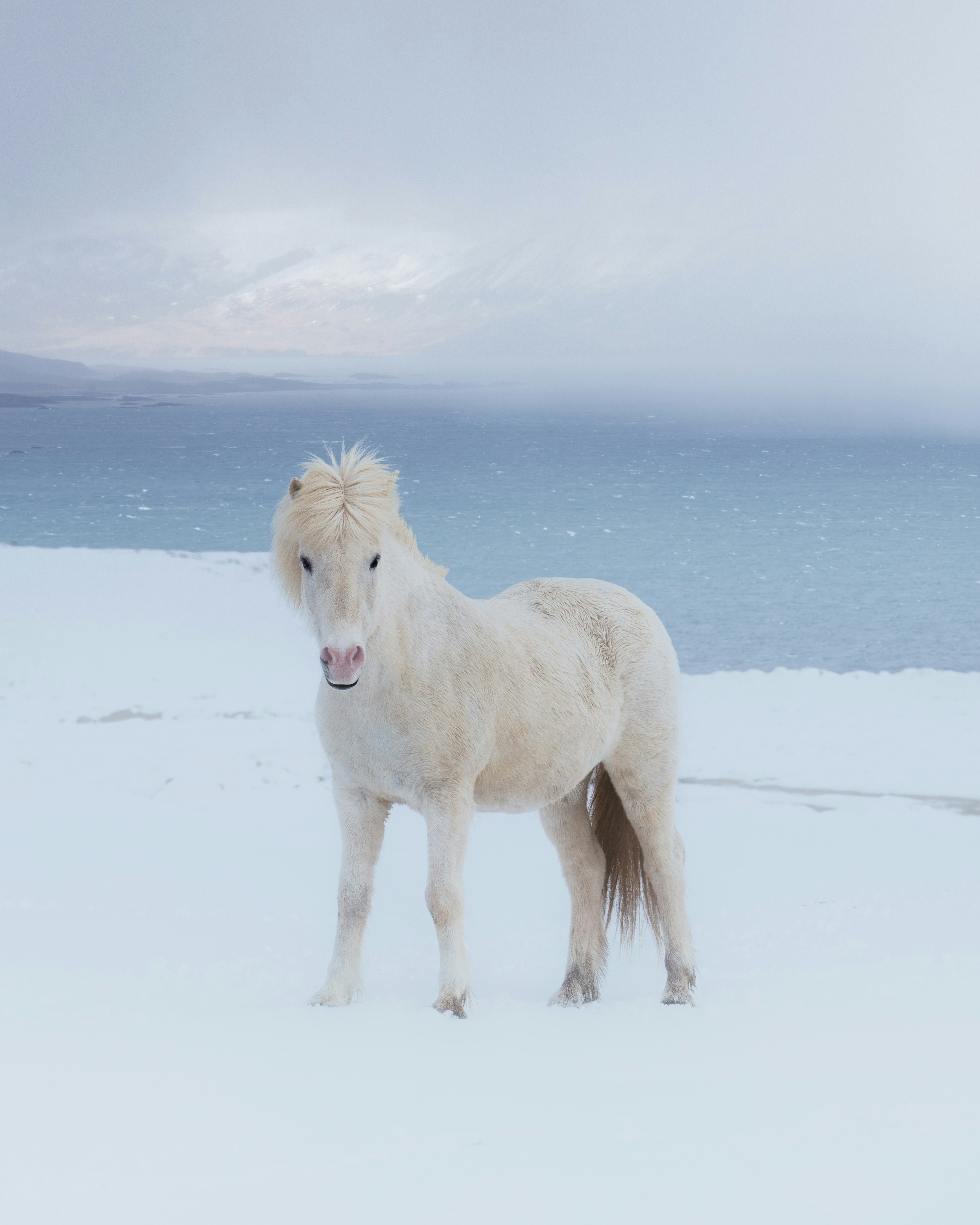 White Mare Beneath a Polar Sky