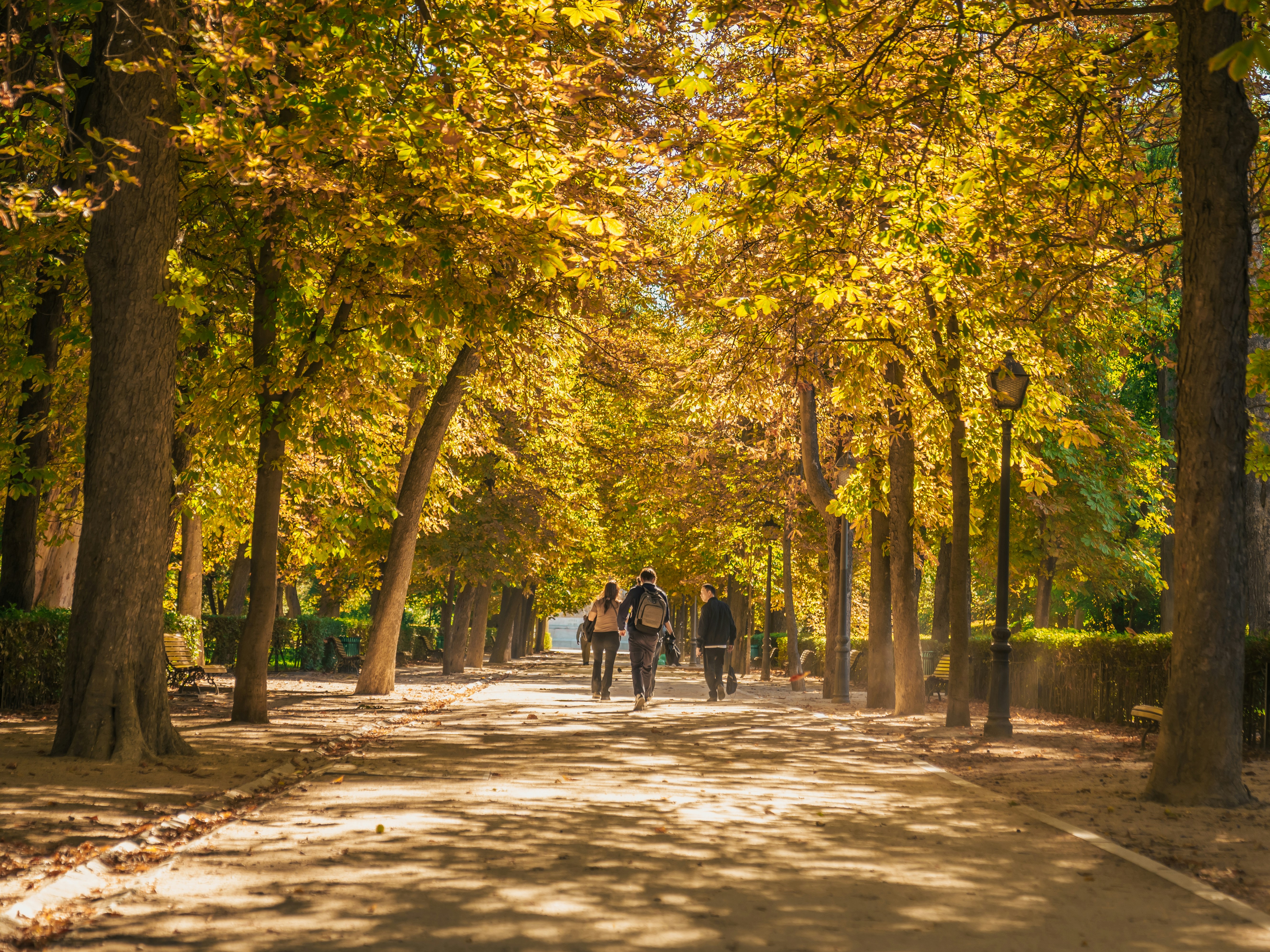 Autumn Walk Through a Sunlit Avenue