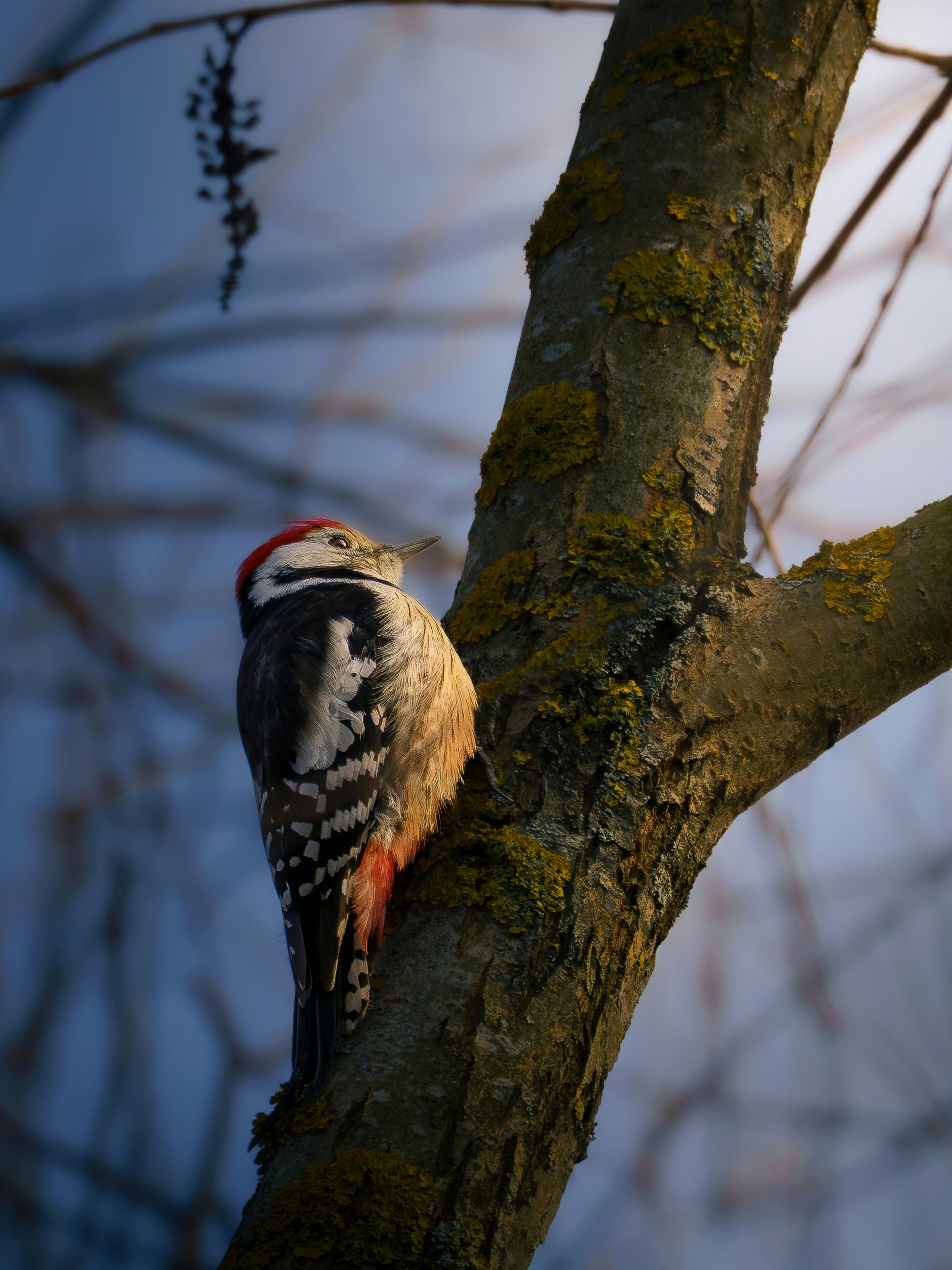 Red-breasted Woodpecker Clinging to Mossy Oak in Winter Light