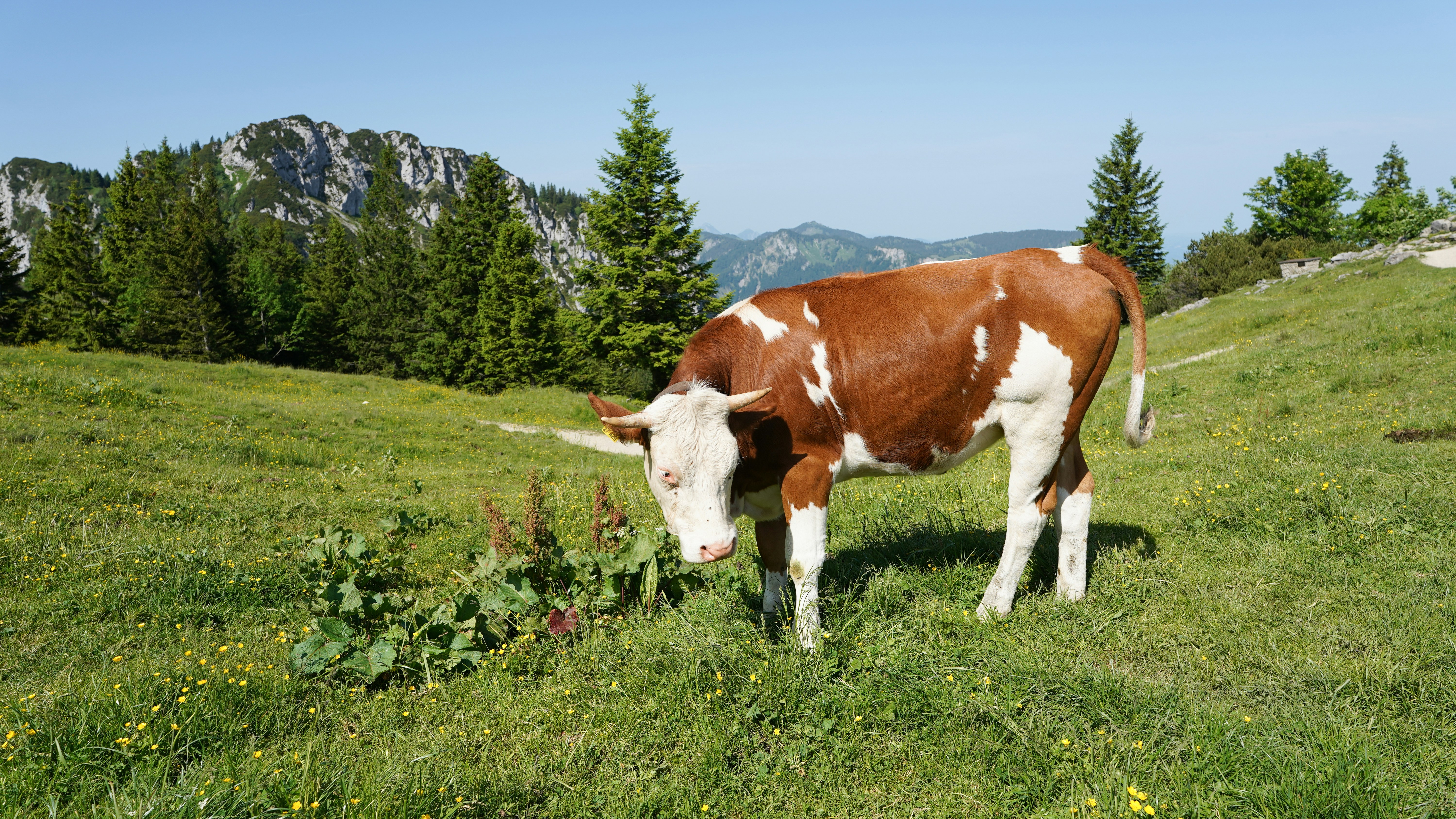Pasture Sentinel: A Highland Cow Amid Alpine Meadows