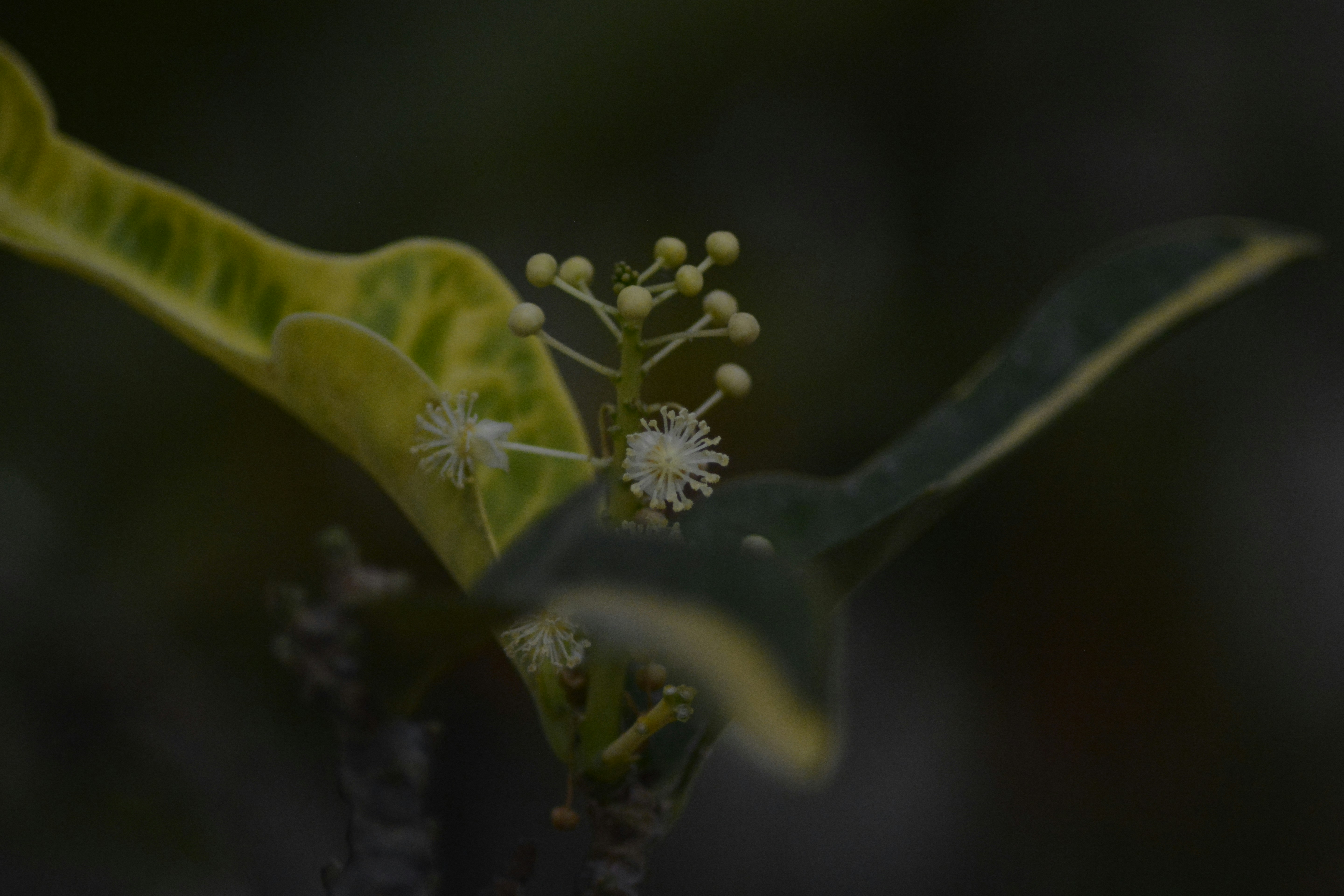 Soft Bloom: Subtle Focal Dots in the Dim Orchard
