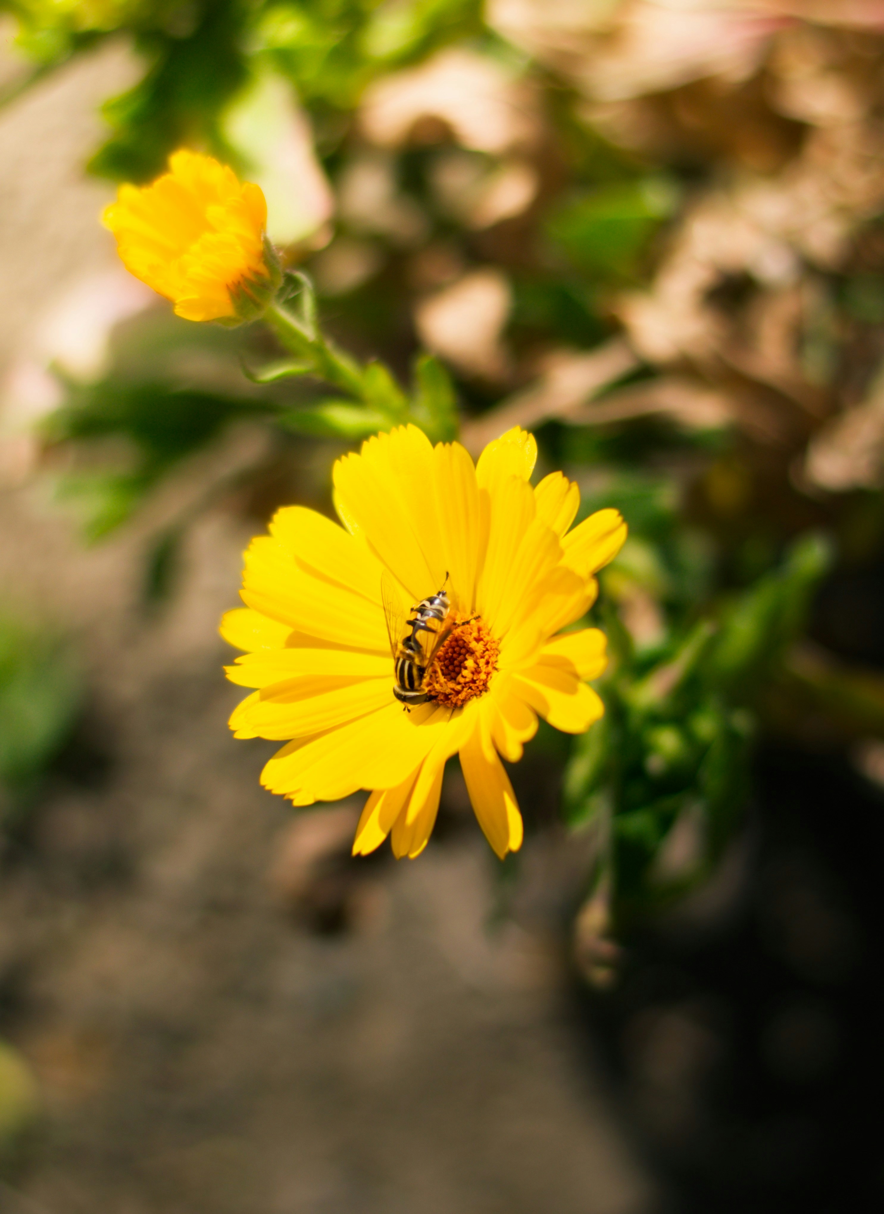 Golden Bloom Under a Bees-eye View