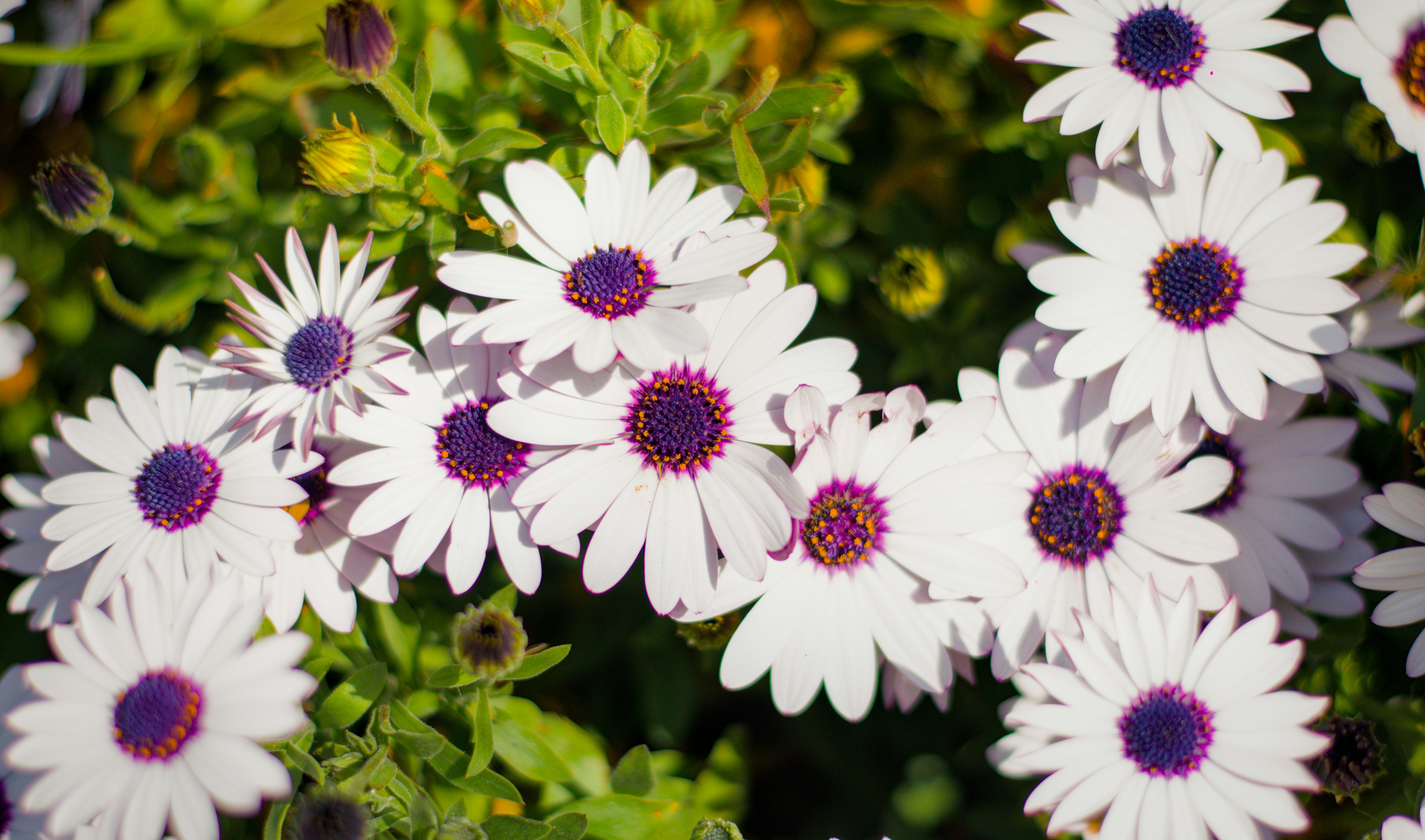 Petals in Focus: Sunlit Daisy Cluster with Deep Purple Centers