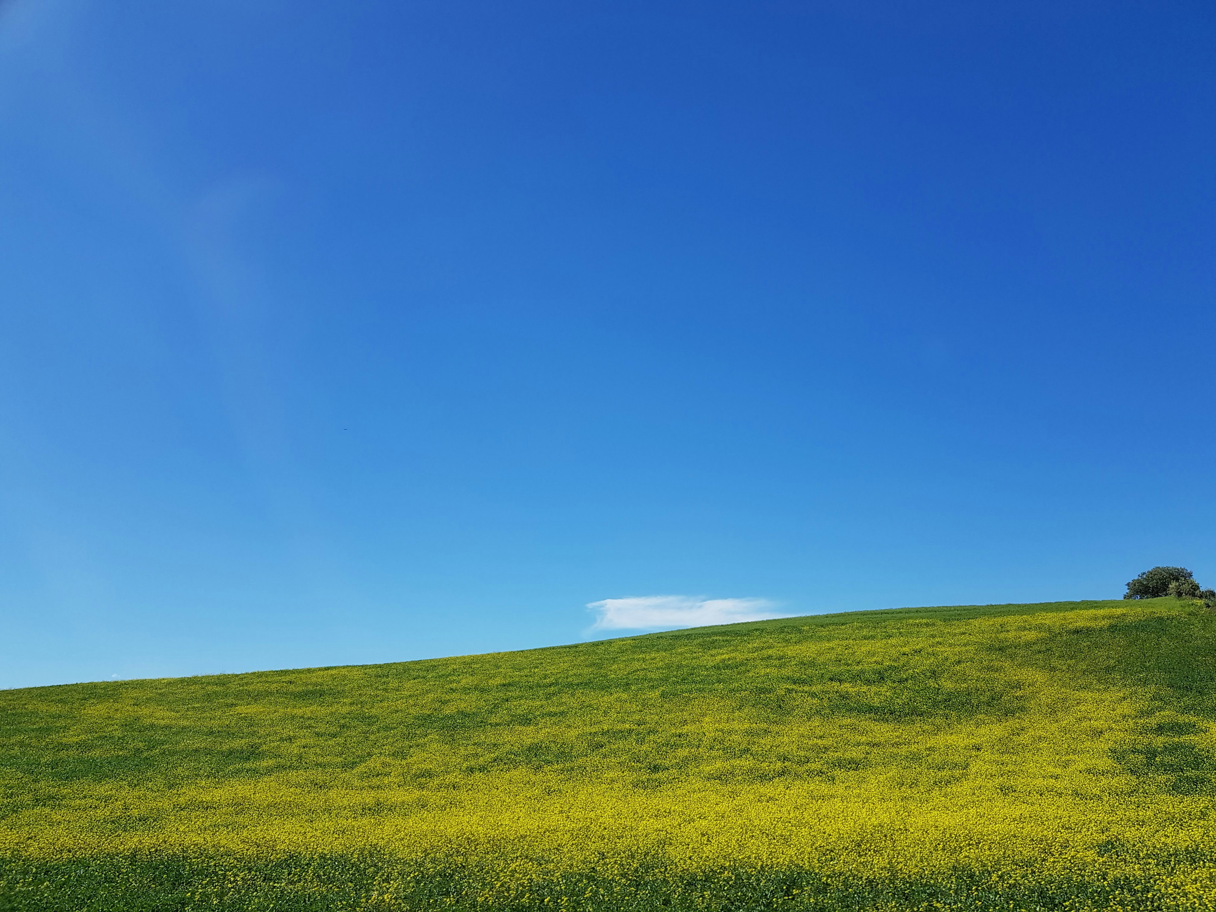 Sunlit Hill: A Golden Wave Under a Crystalline Sky