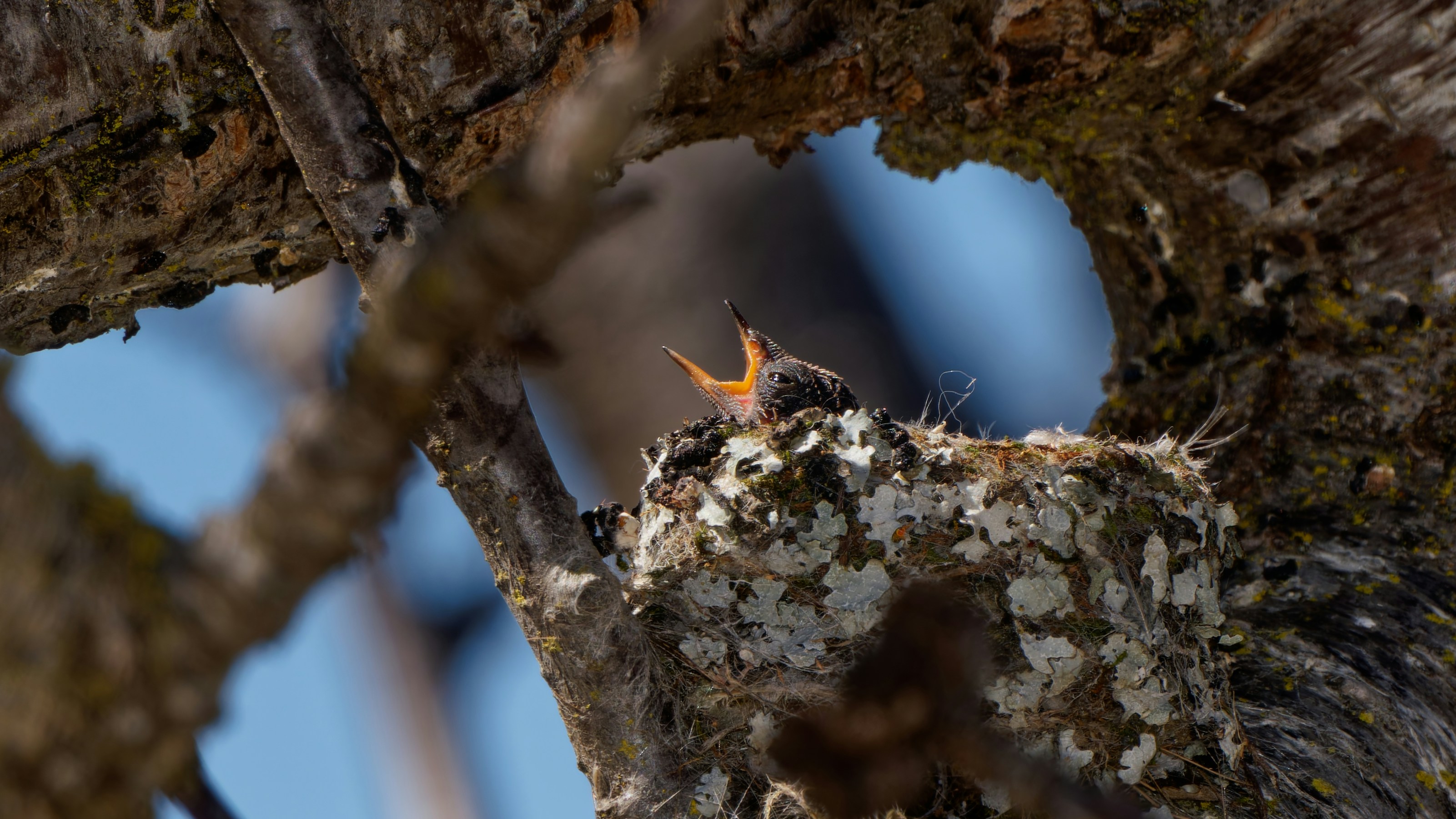 Beak Ajar: A fledgling's Call from a Mossy Perch