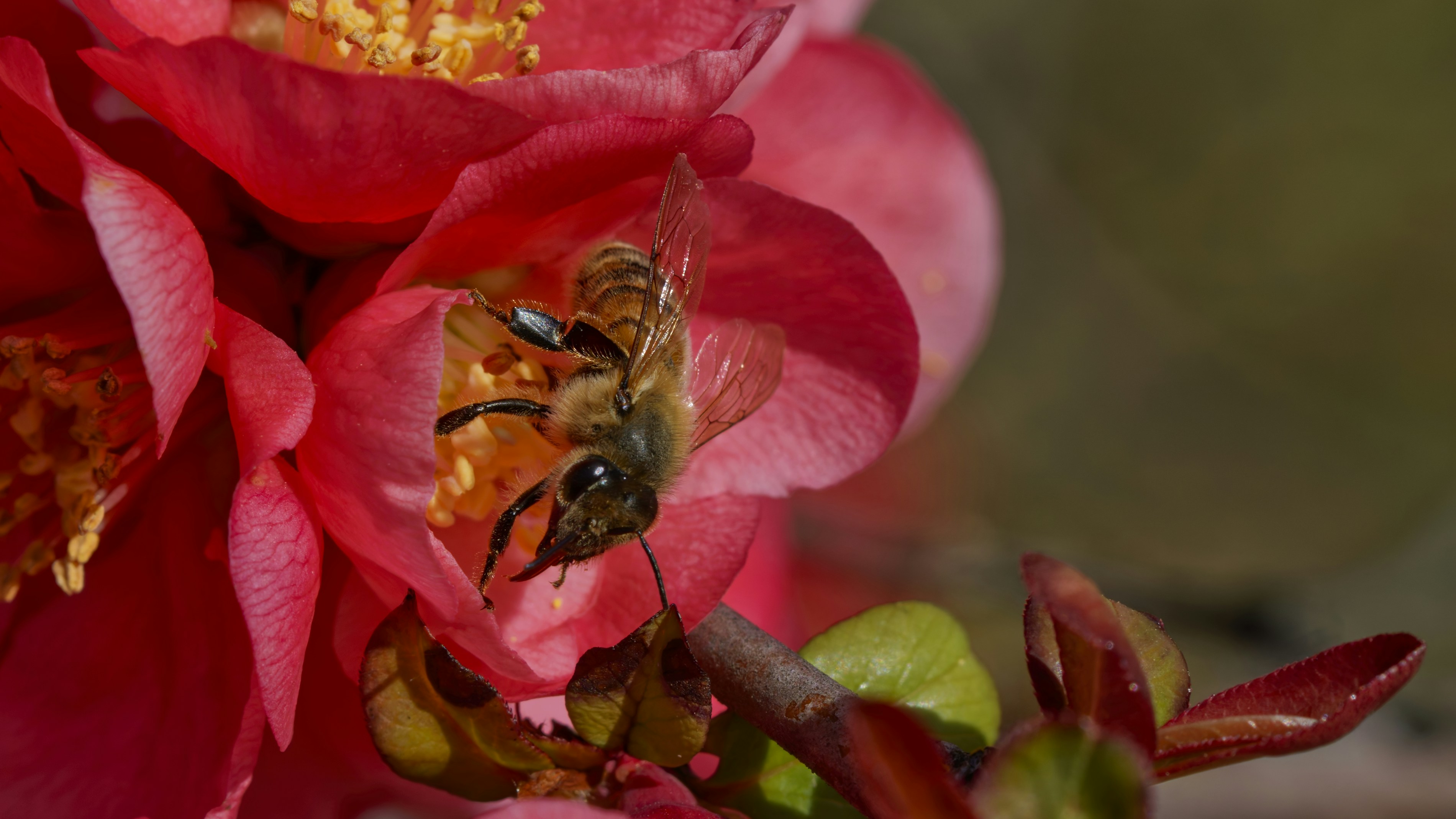 Bee on a Red Petal: A Moment of Pollinator Detail