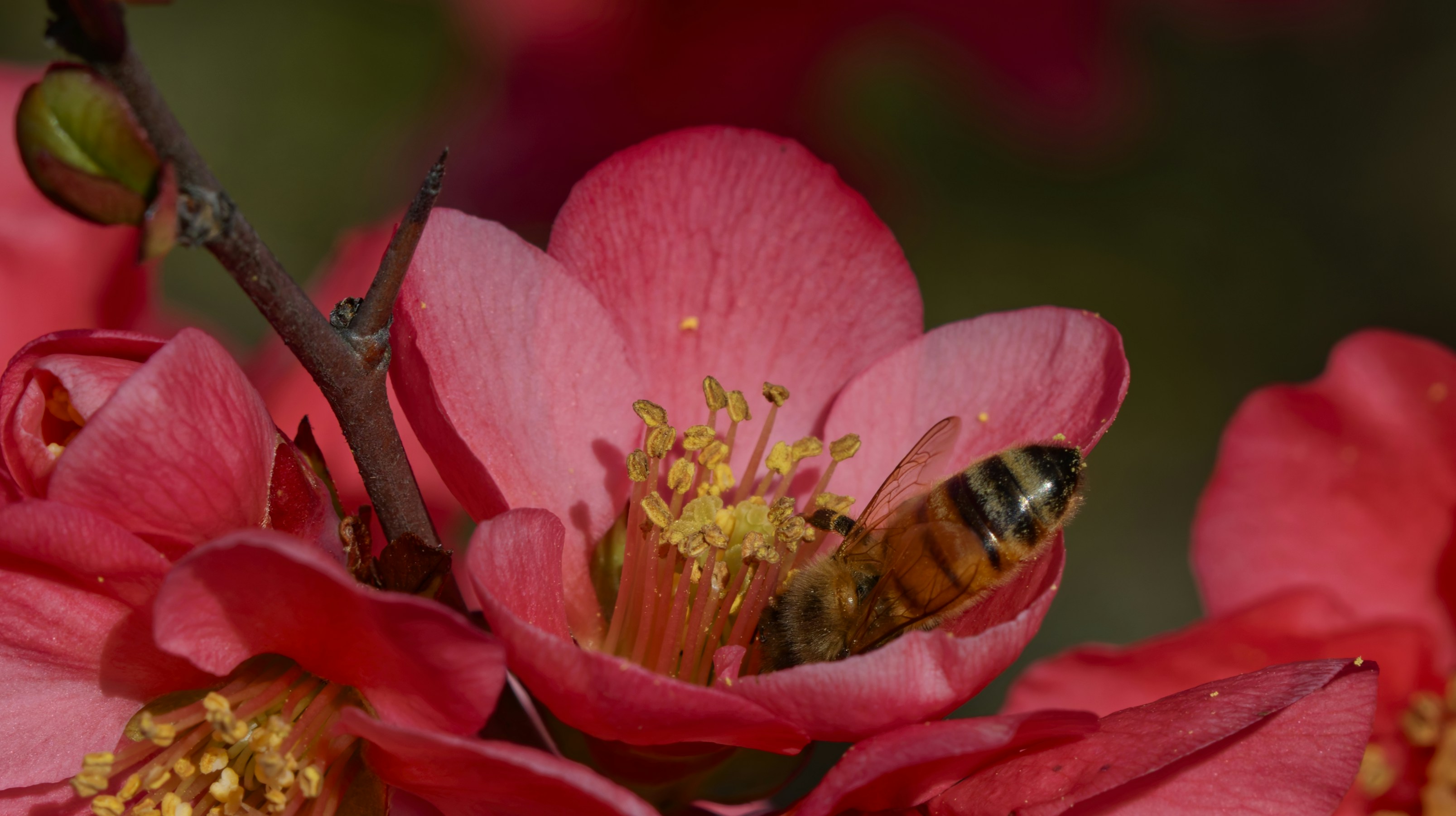 Buzzing in Crimson: A Bee at the Heart of a Red Blossom