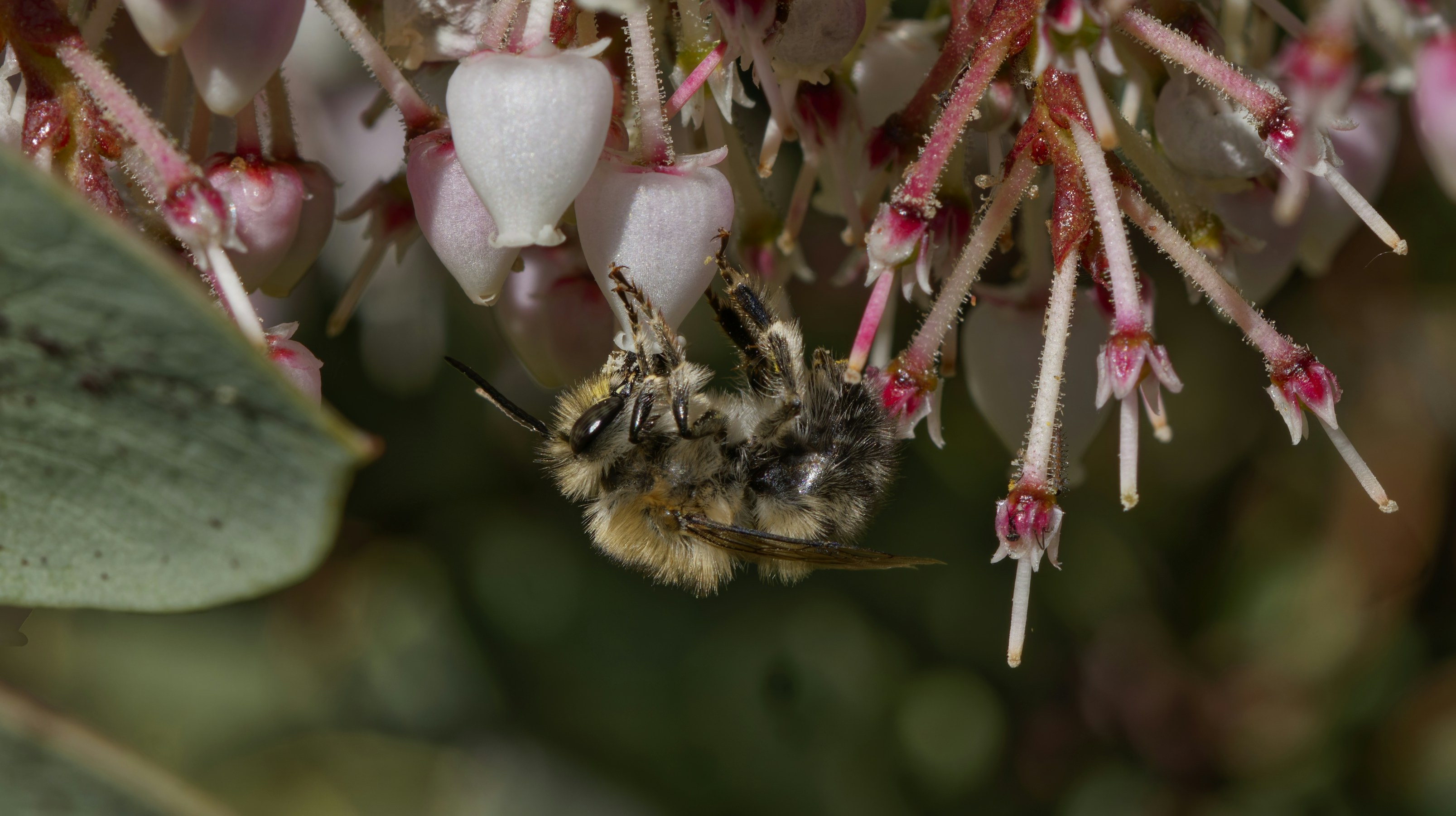 Amber-Flower Visitor: A Honeybee on a Pink Bud
