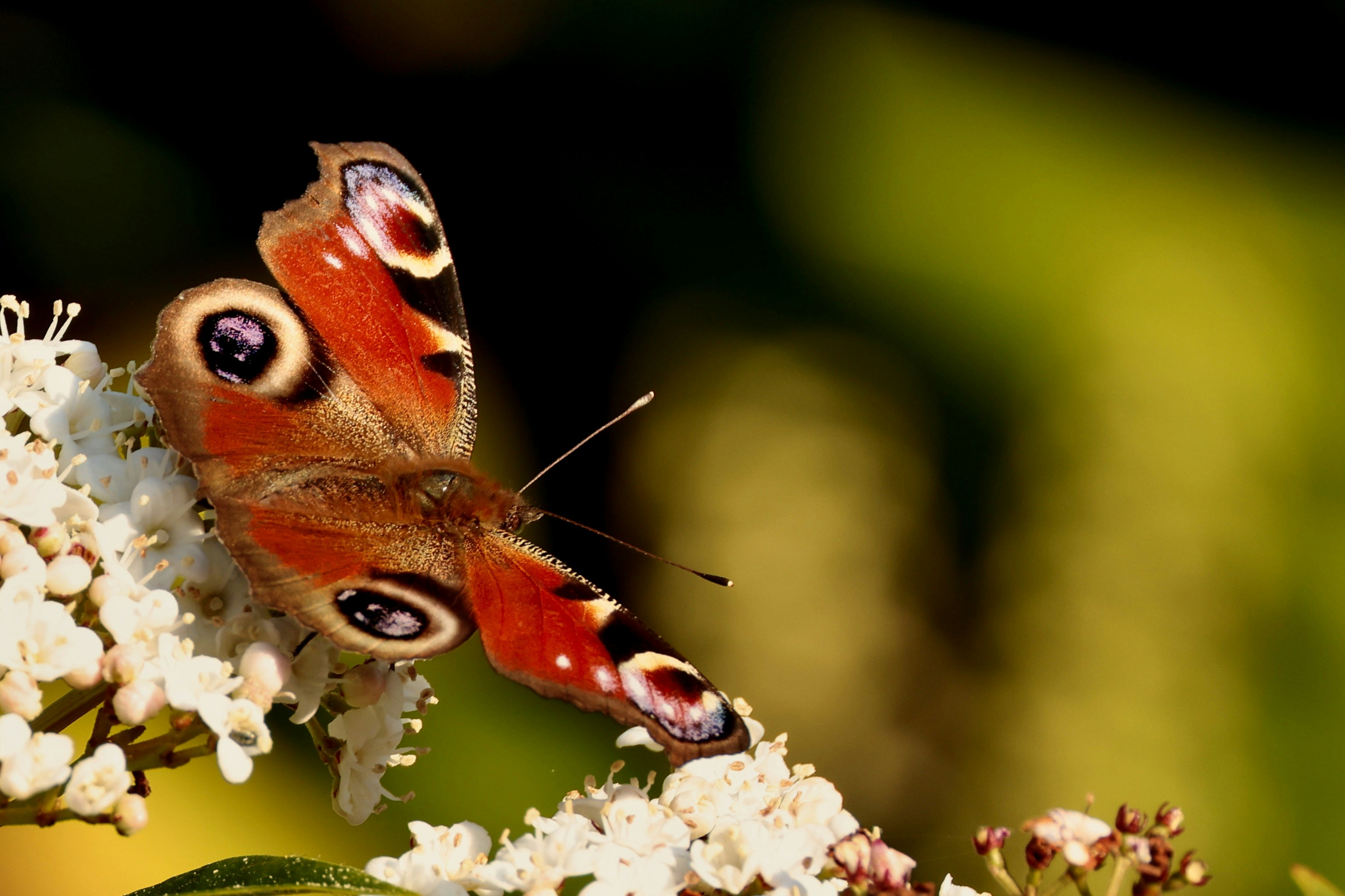 Red Admiral on White: A Close-Up of Color and Contrast