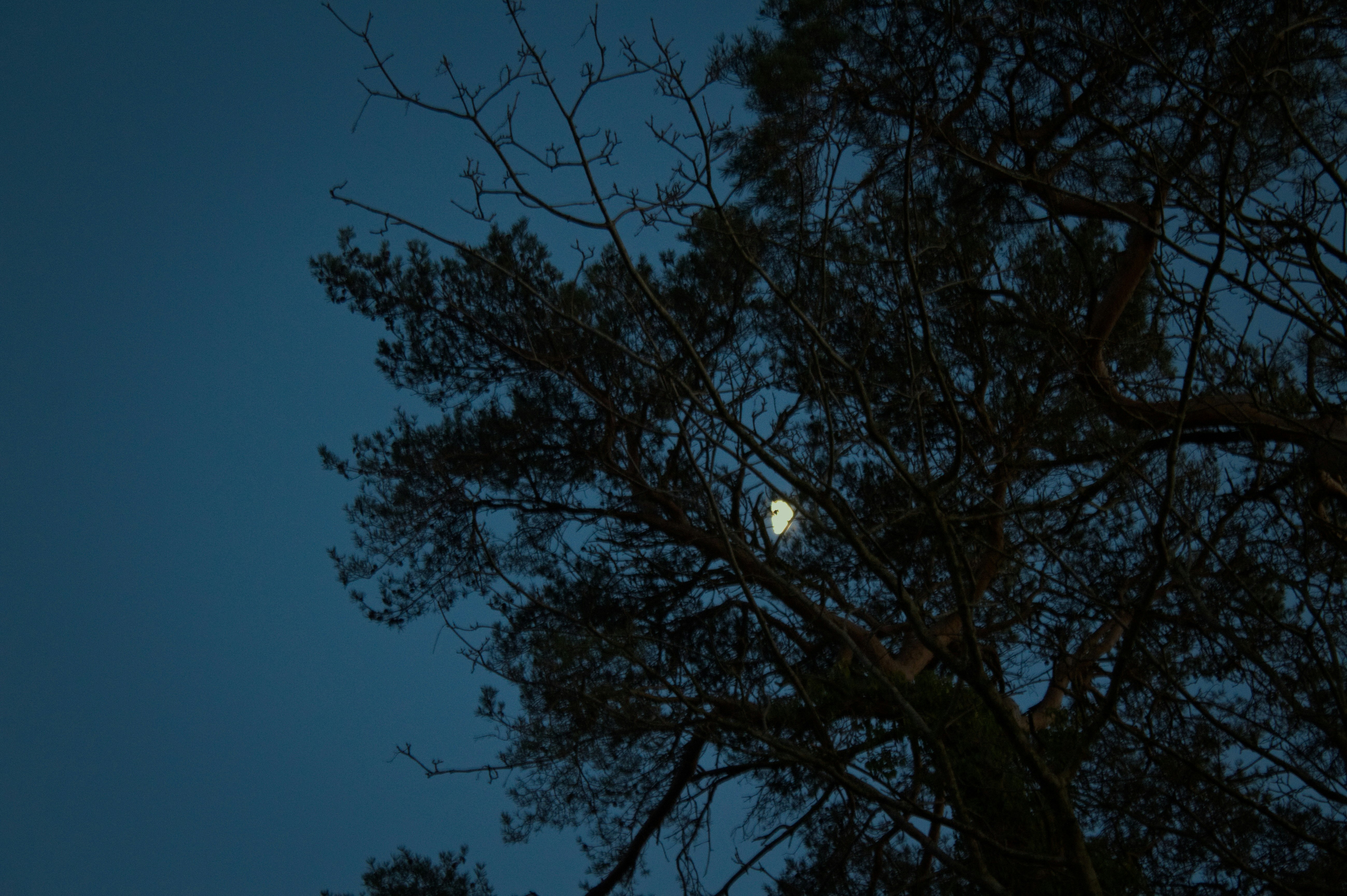 Moonlit Branches: Night Sky Through a King-Size Canopy