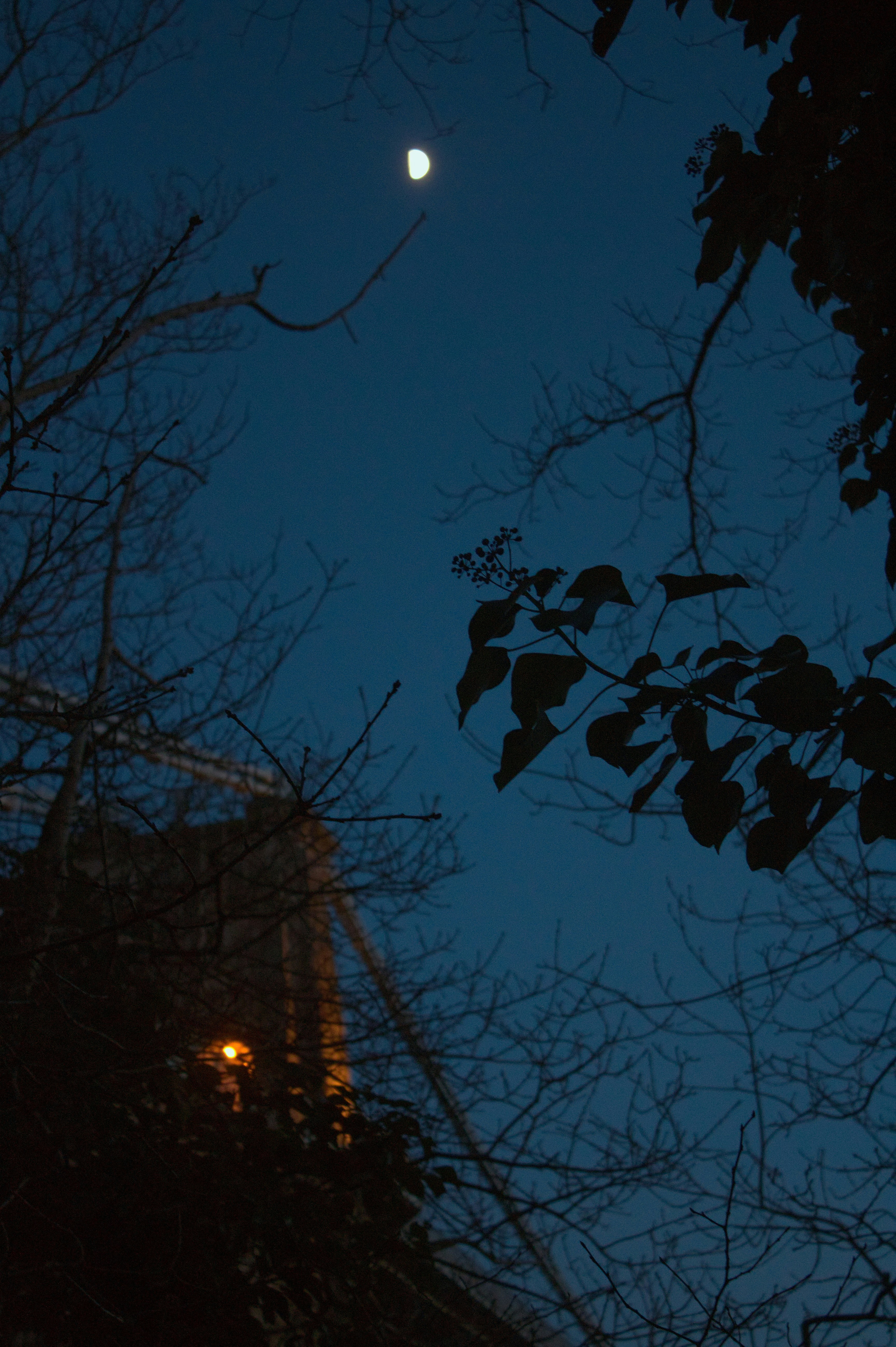 Moonlit Urban Silhouette Amid Bare Branches
