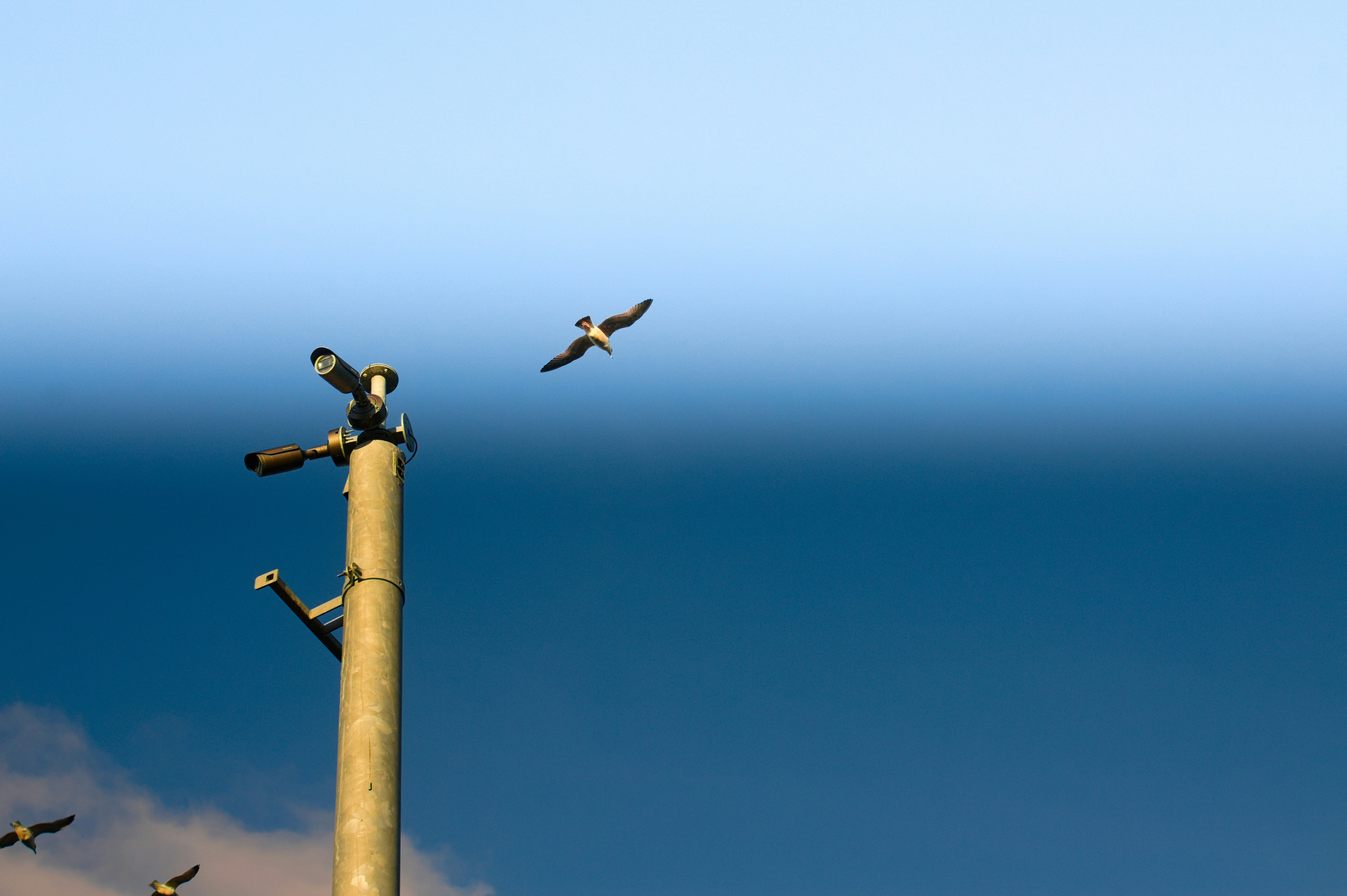 Pole of Birds: A Seaside Sentinel in Flight