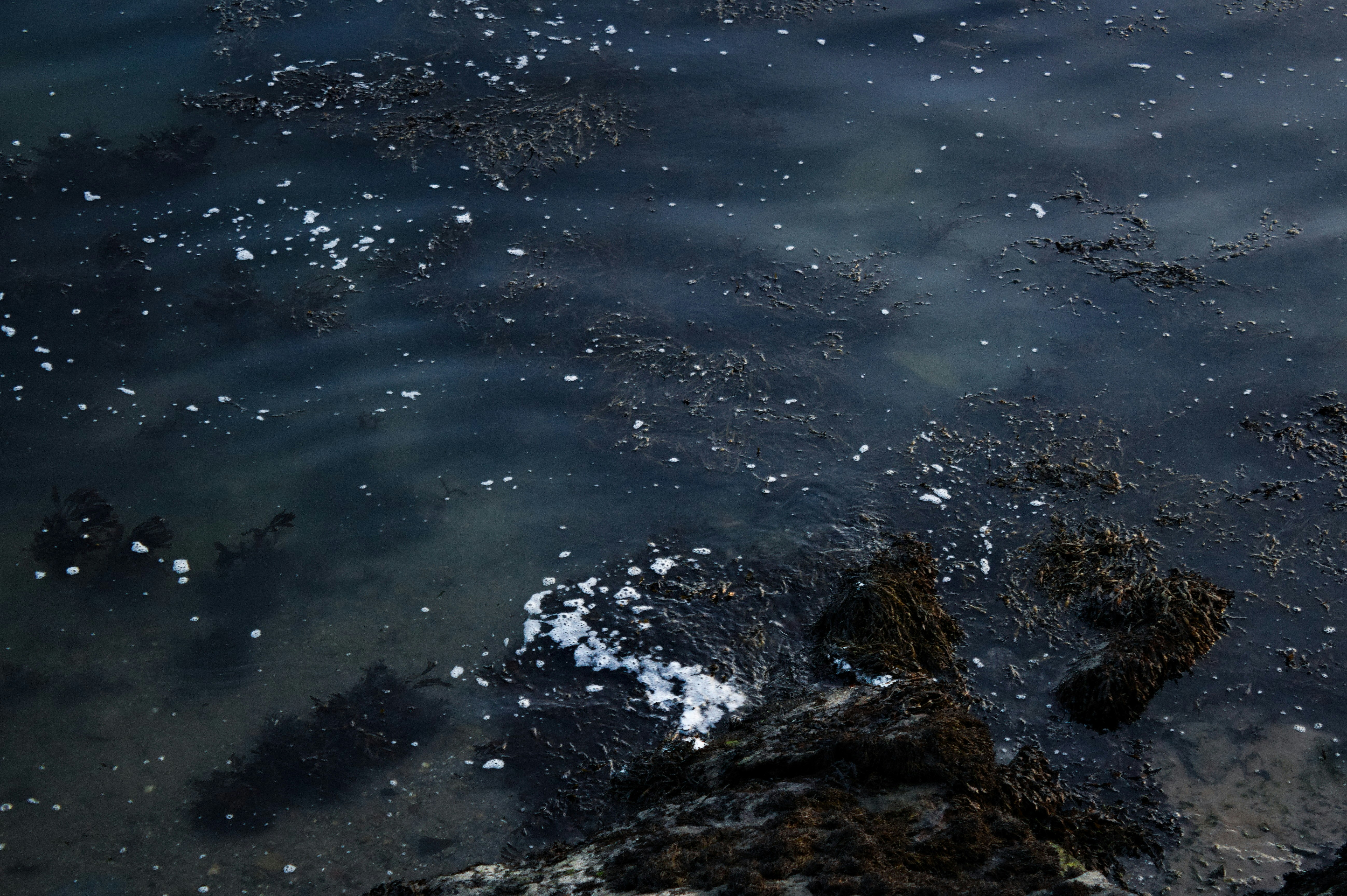 Rocky shoreline whispers under a moonlit tide