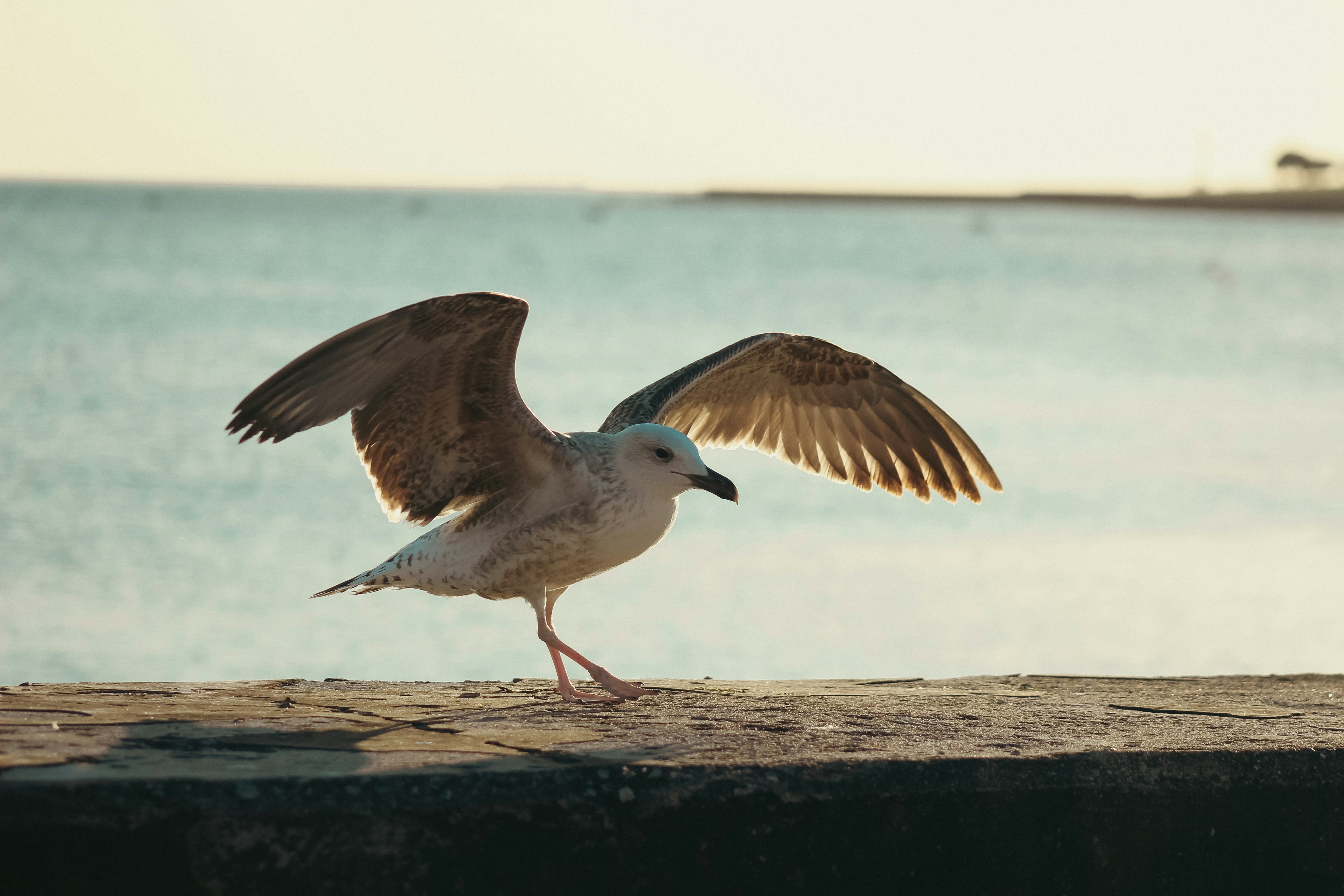Seagull in a Moment of Takeoff at Dusk Pier