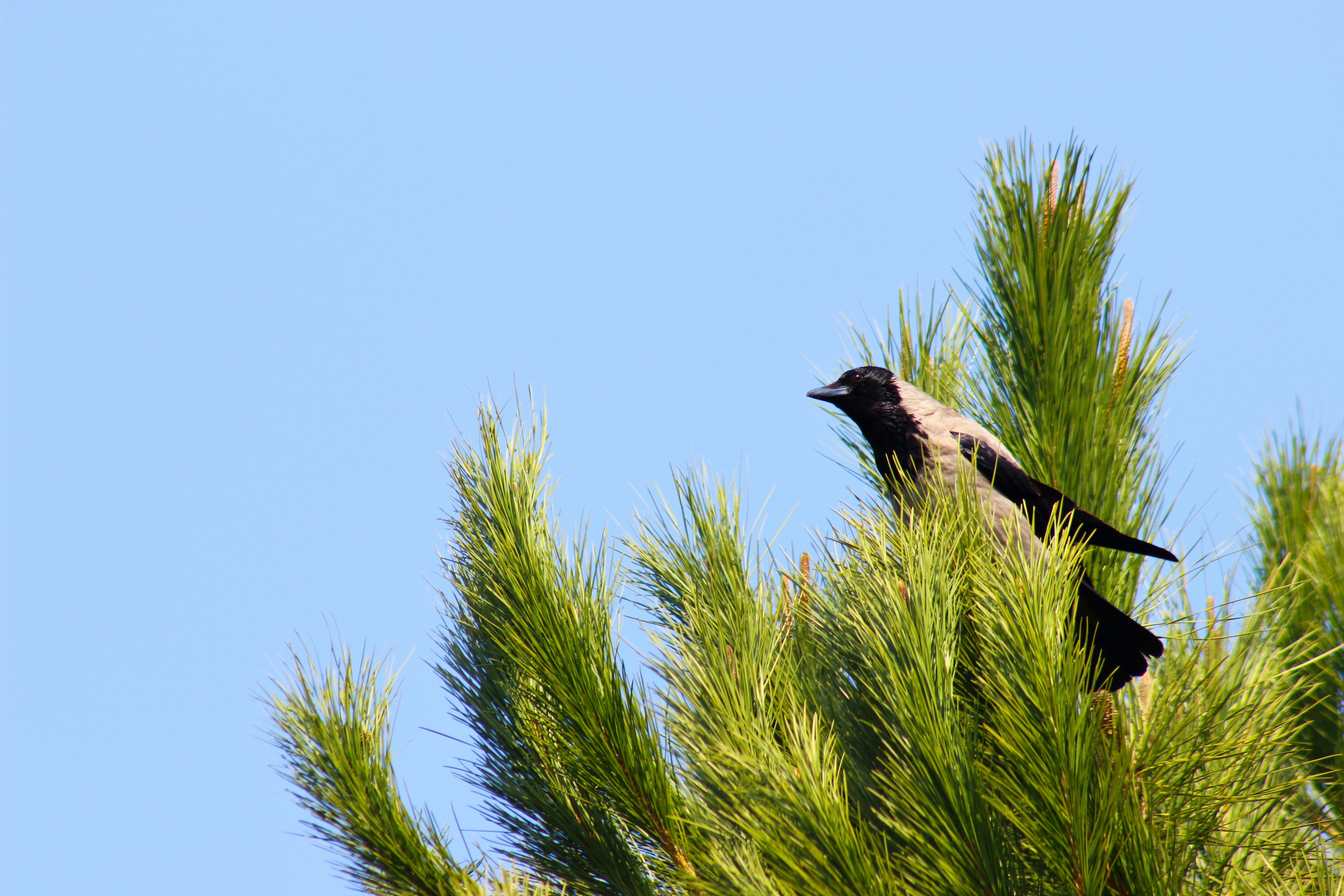 Crow Sentinel in Pine Crown
