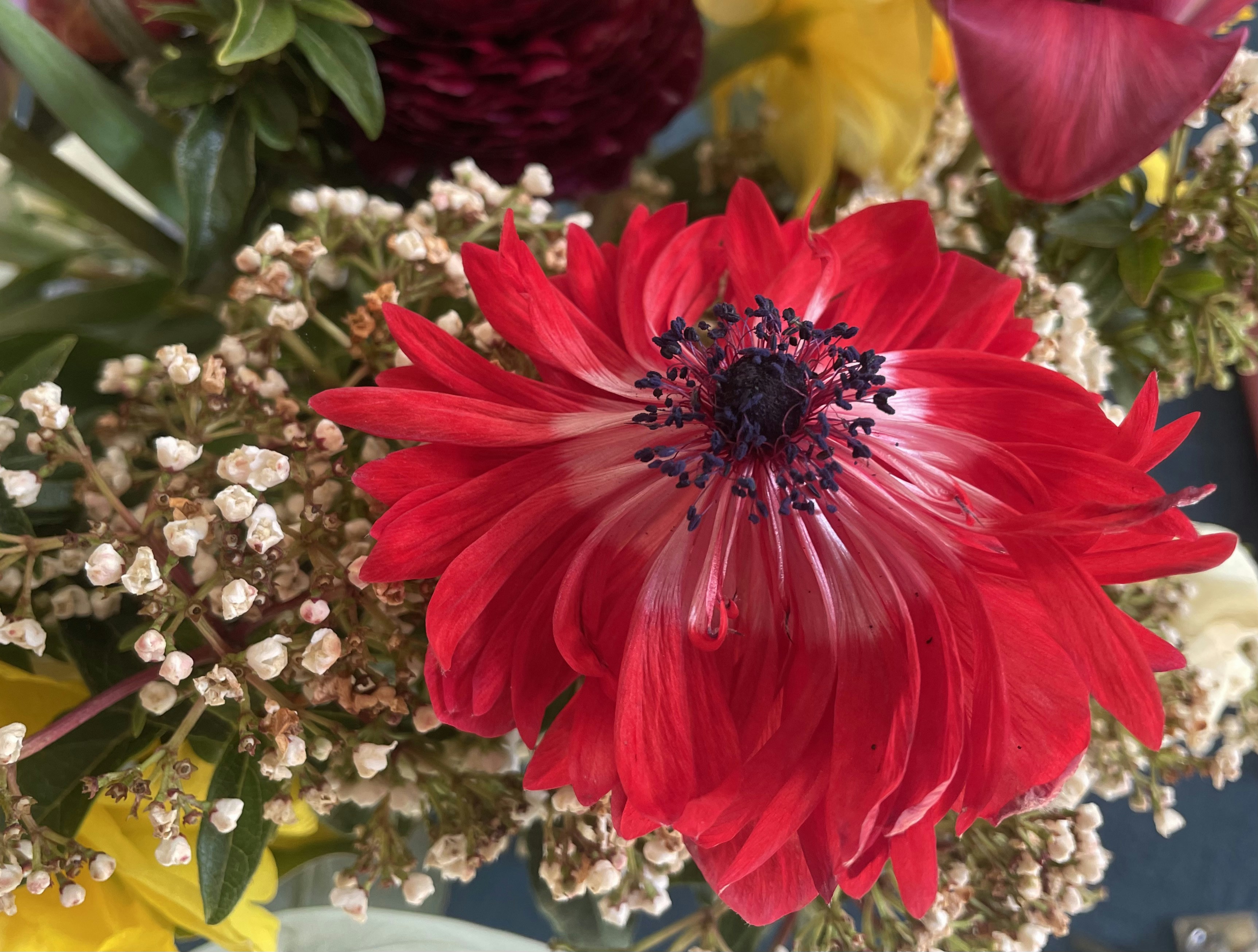Crimson Blossom Crowned by Delicate Stems
