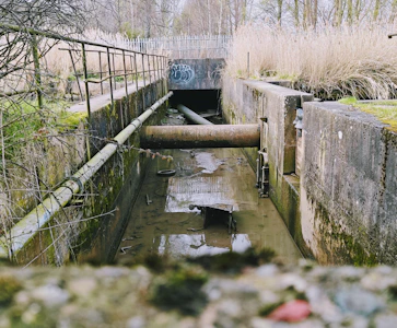 Abandoned Water Channel Framed by Mossy Concrete and Reeds