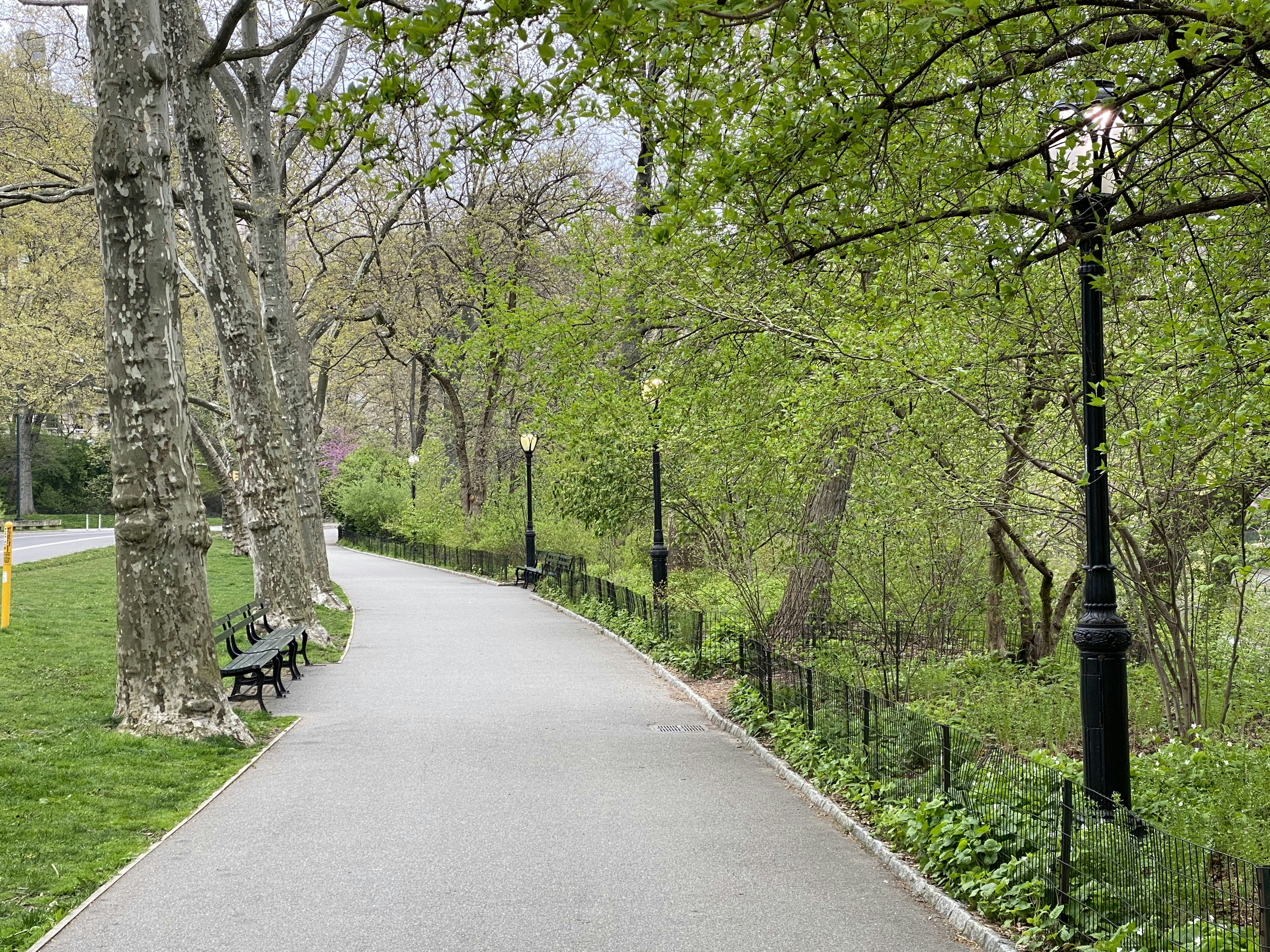 Curved riverside path under fresh spring green canopies