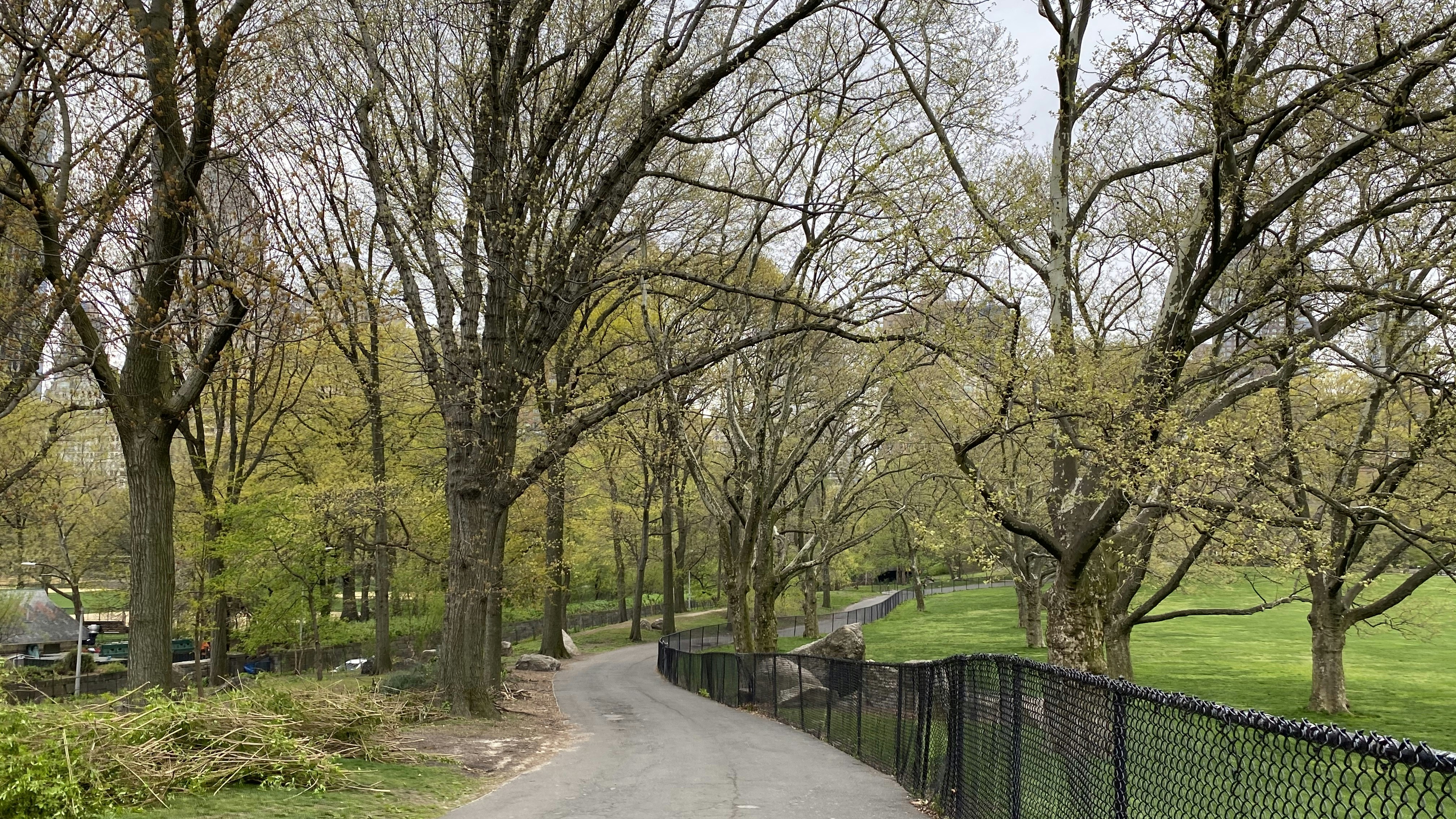 winding woodland path through a leaf-sprouting park