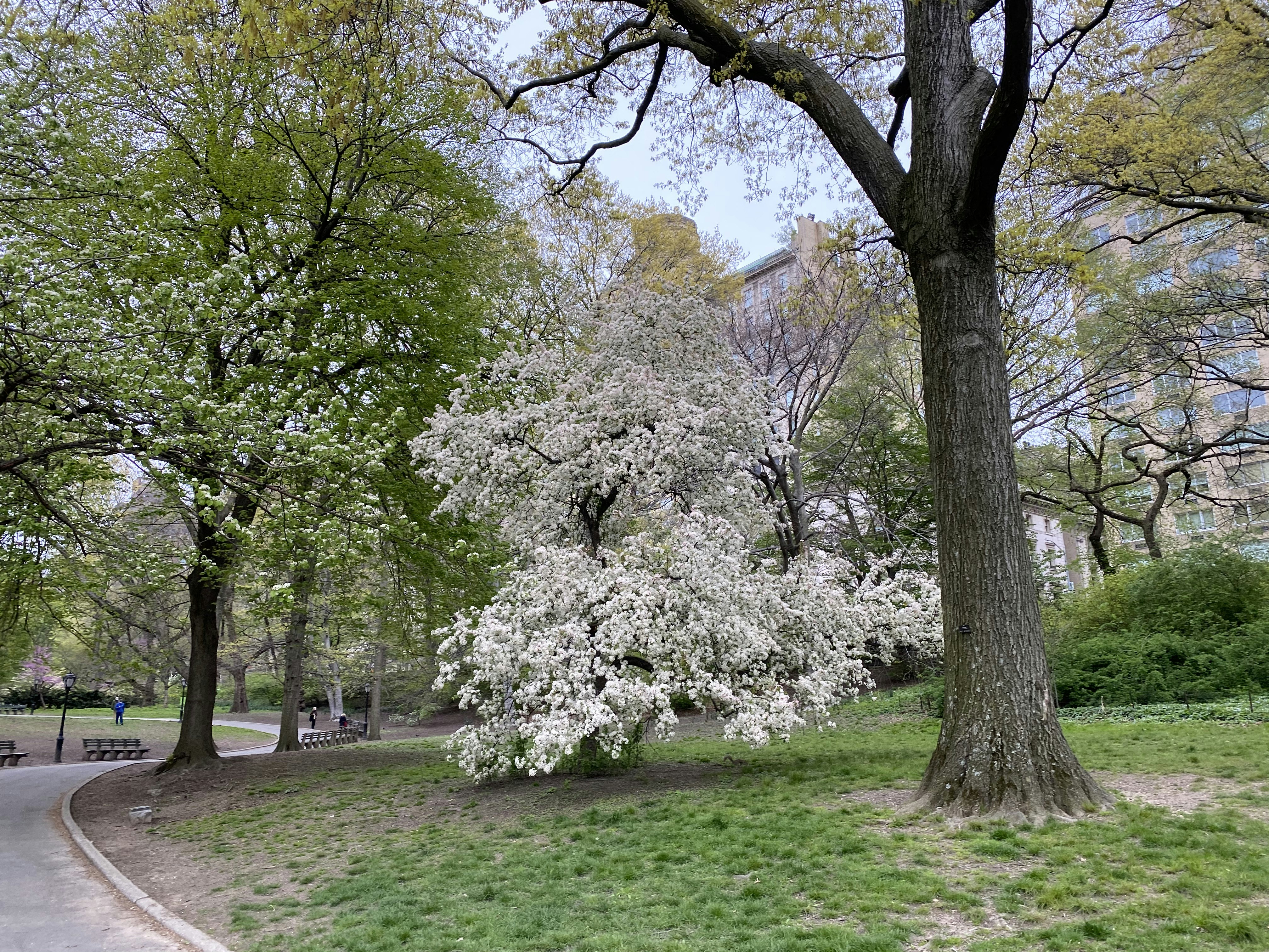 Blossoming White Tree in a City Park