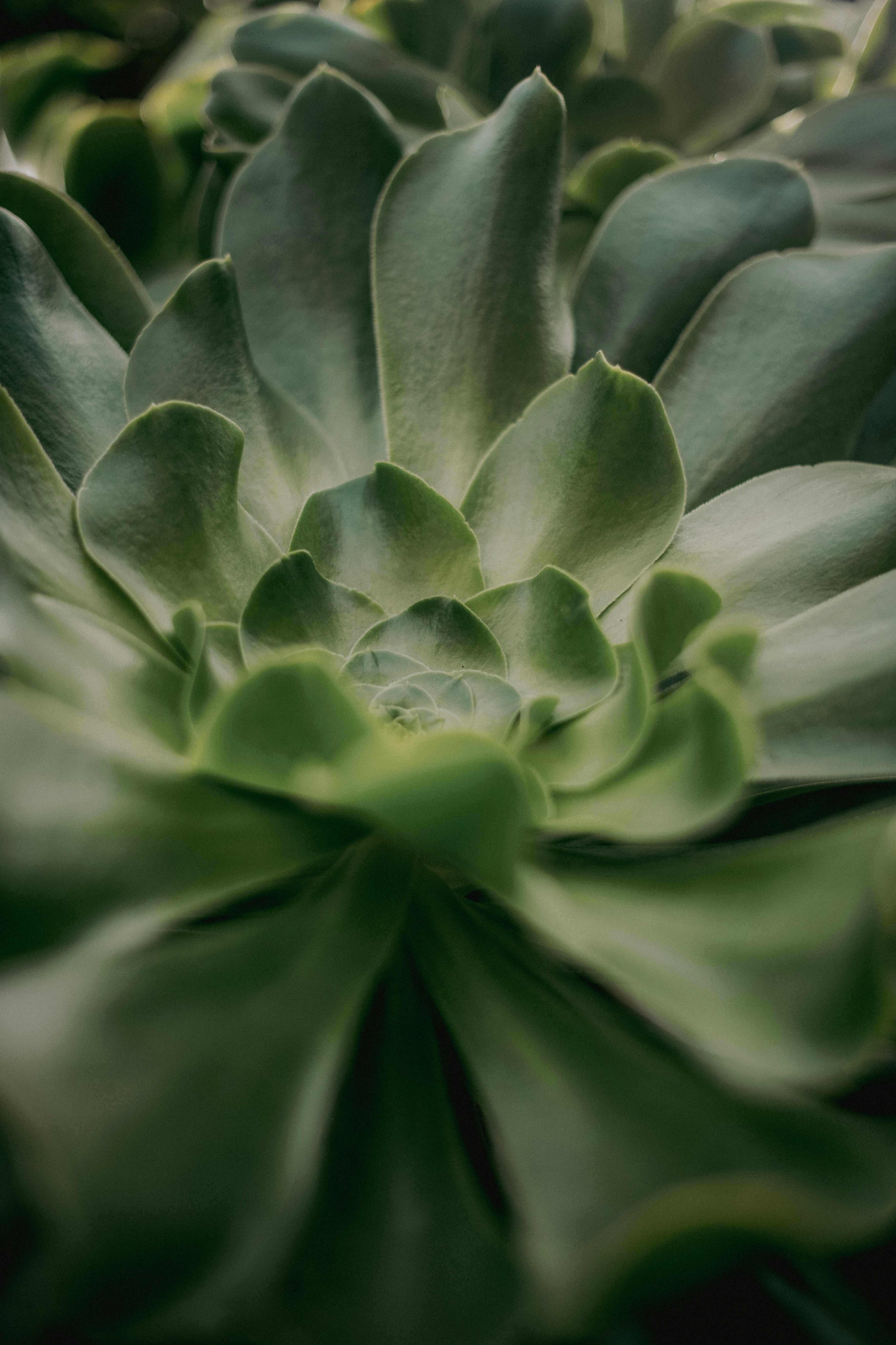 Centerfold of Green Rosette: A Close-Up on Succulent Symmetry
