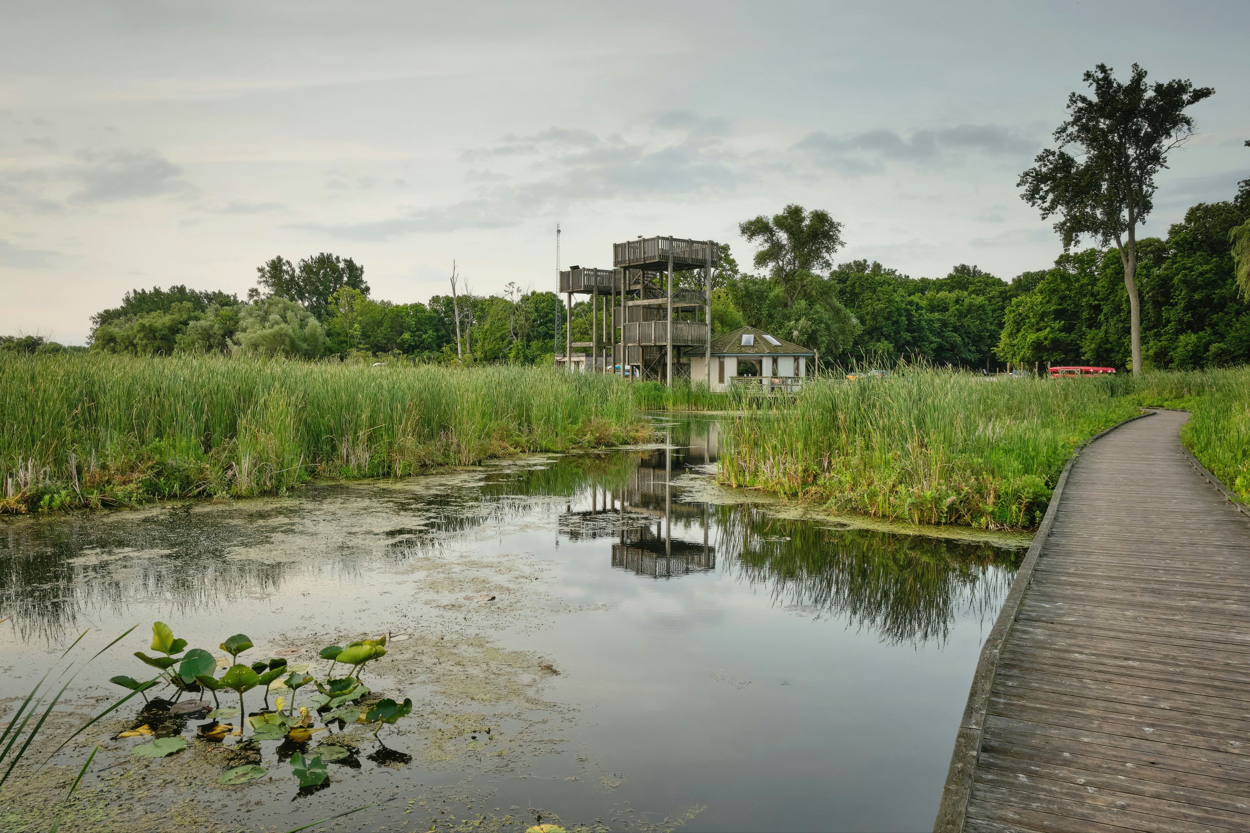 Wooden Boardwalk toward the Observation Tower over a Quiet Wetland