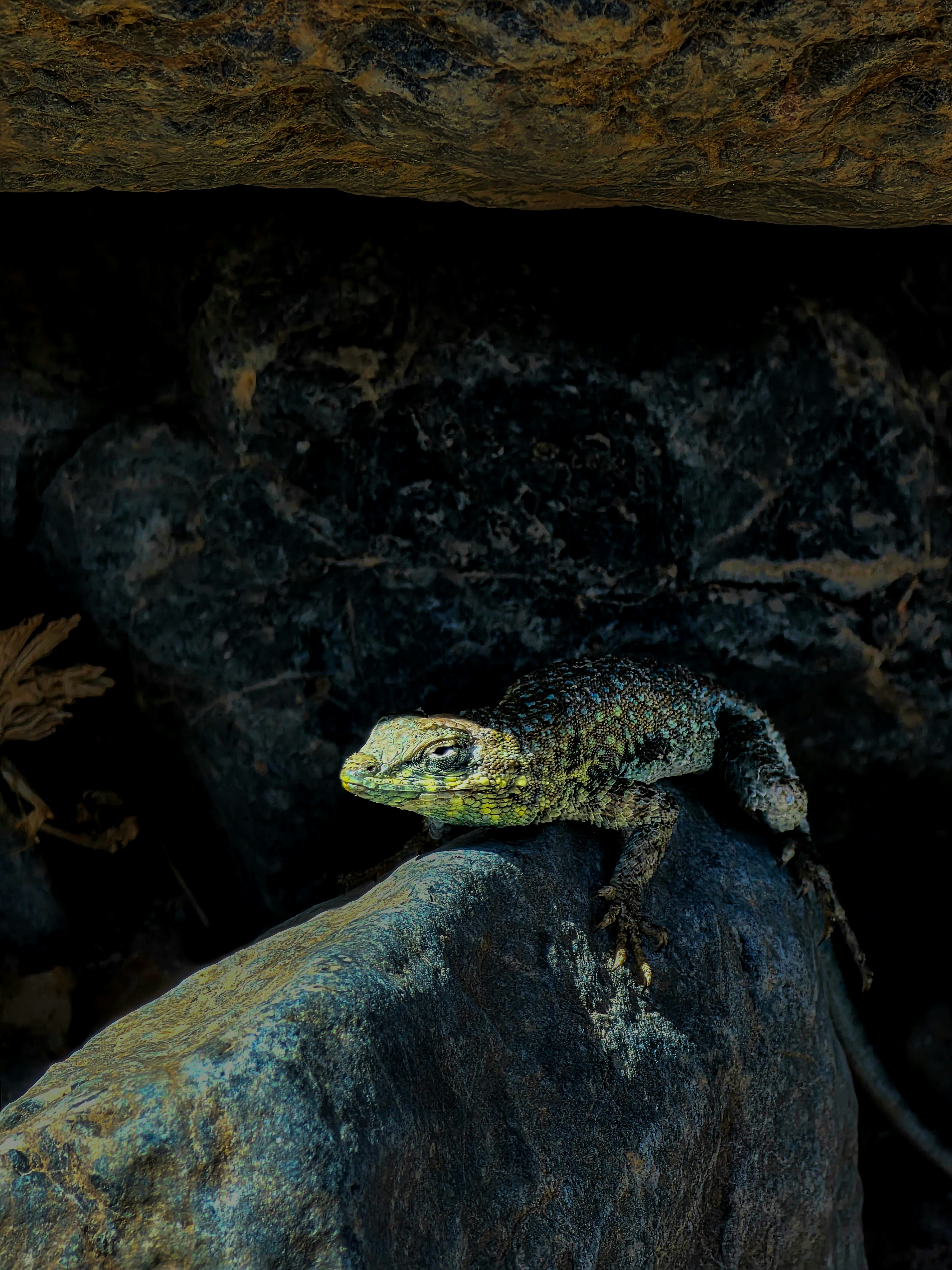 Sunlit Lizard Repose on a Rock Nook