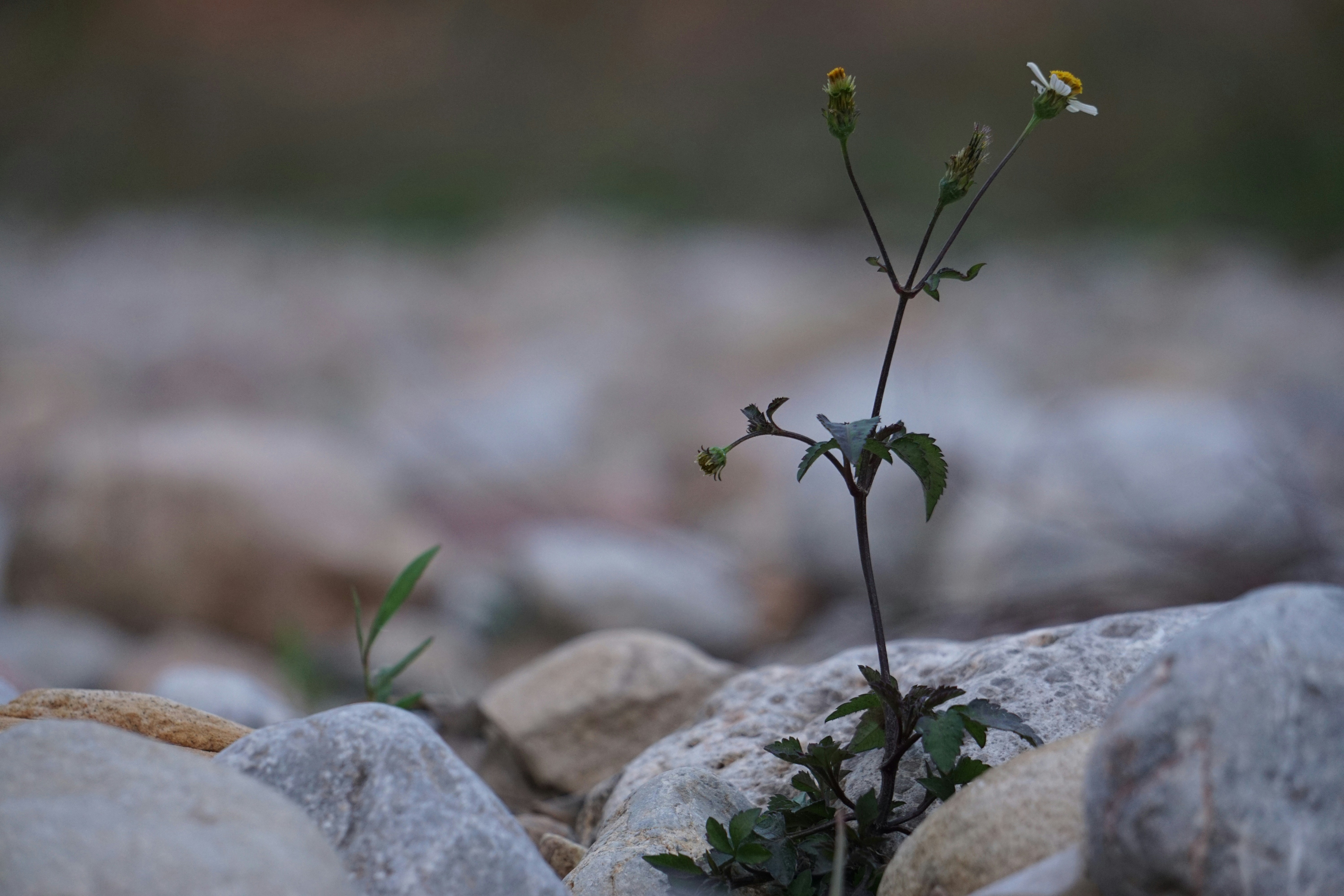 Stubborn Sprout Among Stones