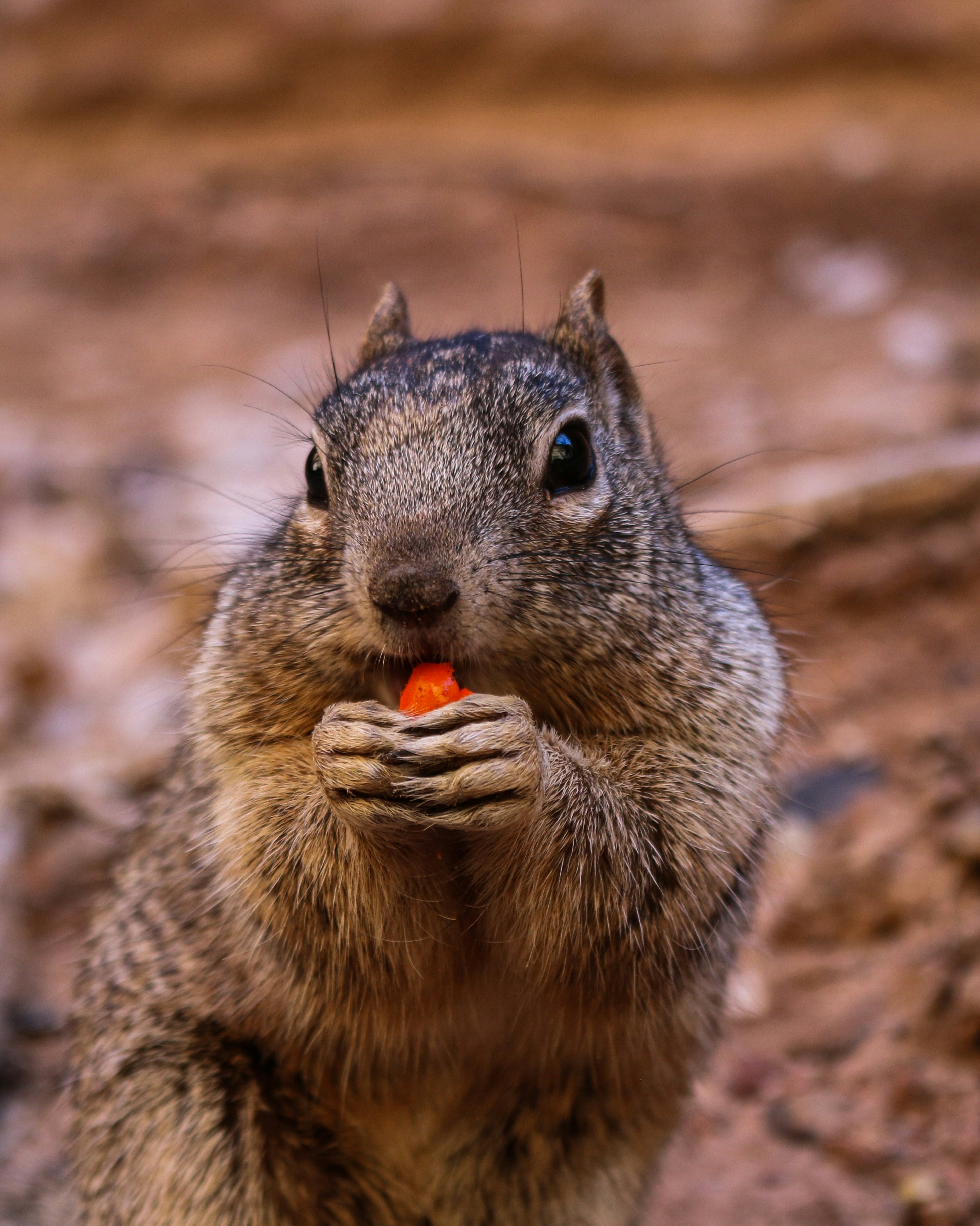 Nibbling Nut: A Curious Squirrel In Focus