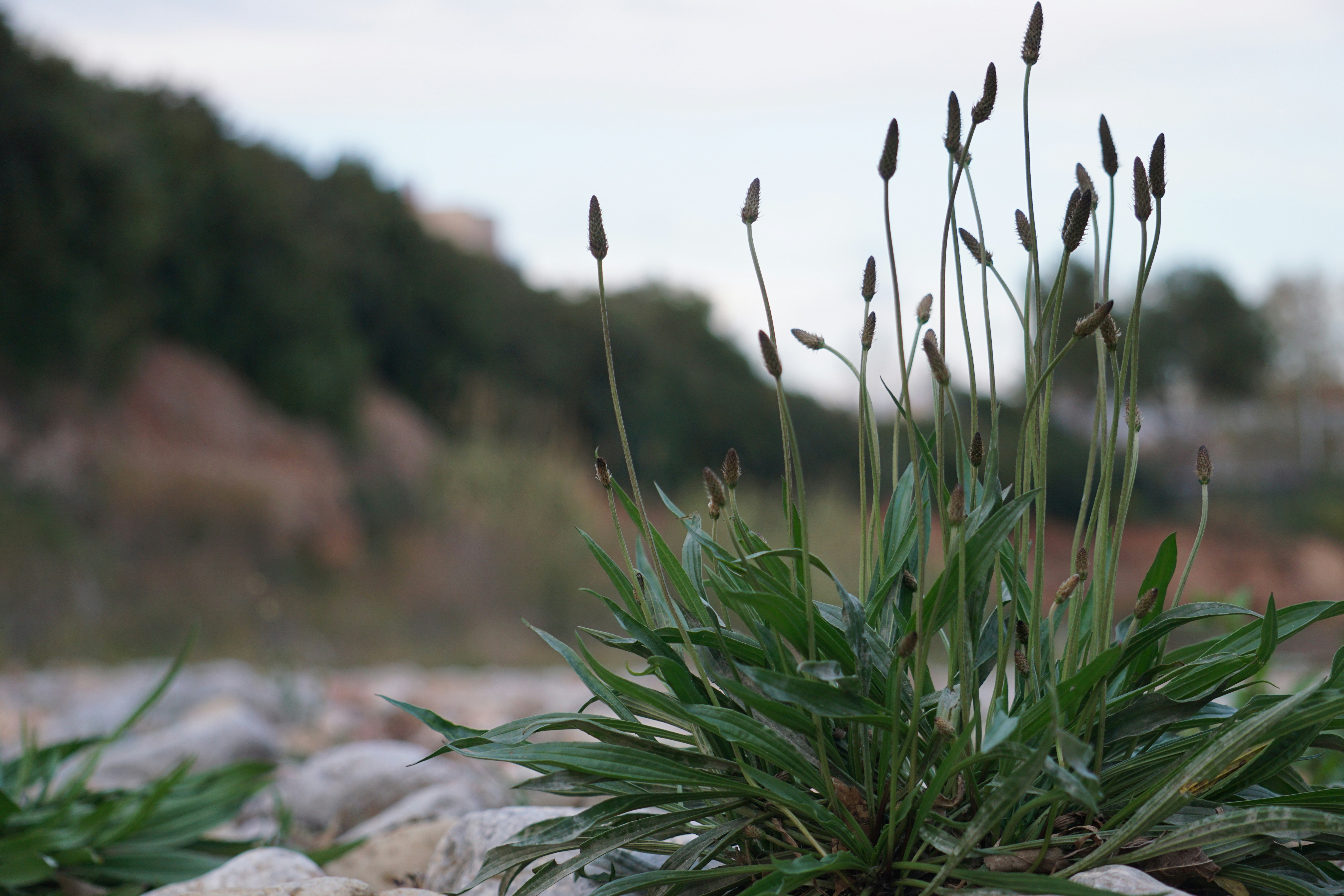 Granite-green Crown: A Clump of Coastal Sedum Reaching Toward Dunes