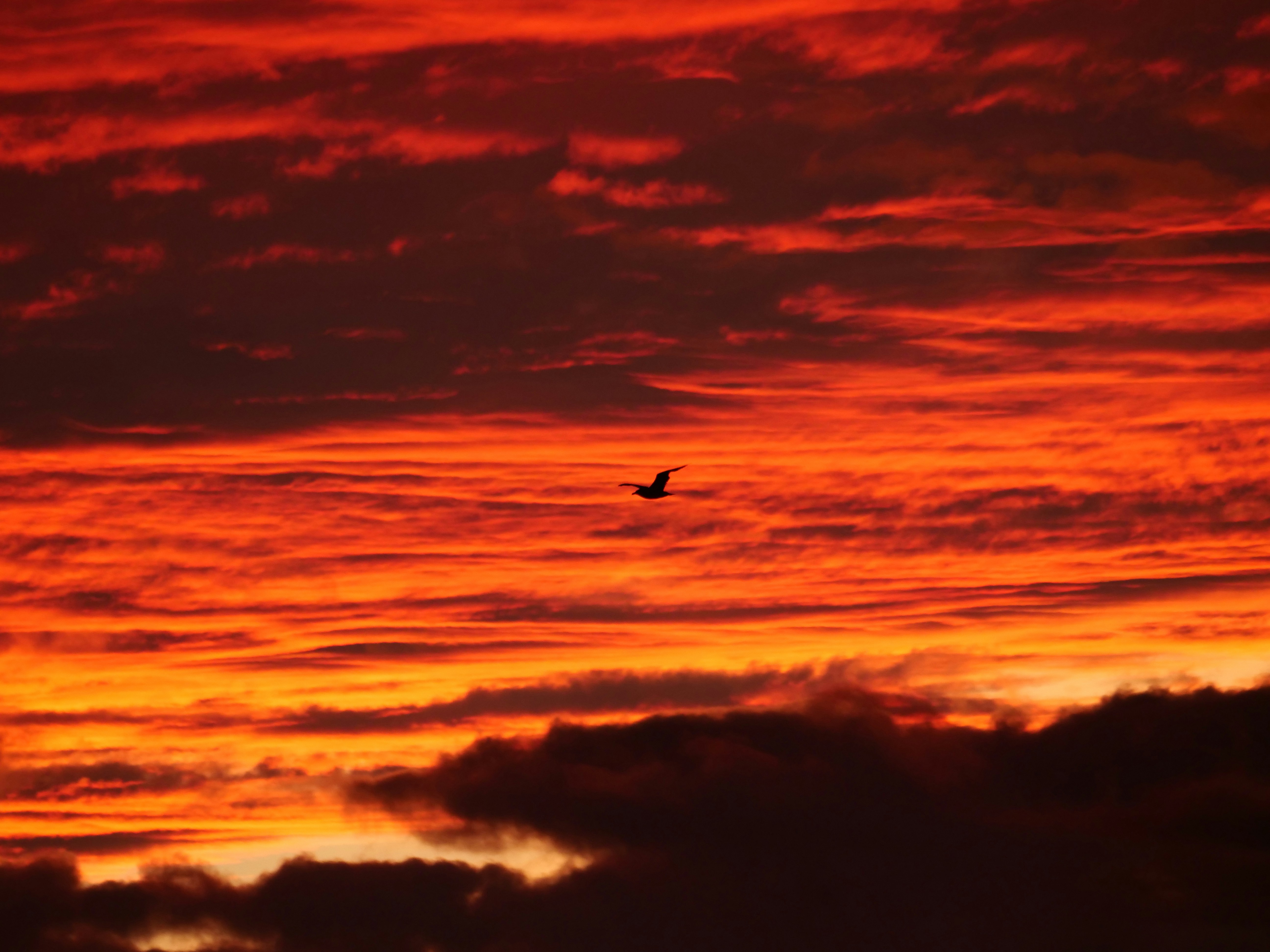 Fiery Horizon: A Silhouette in the Sky