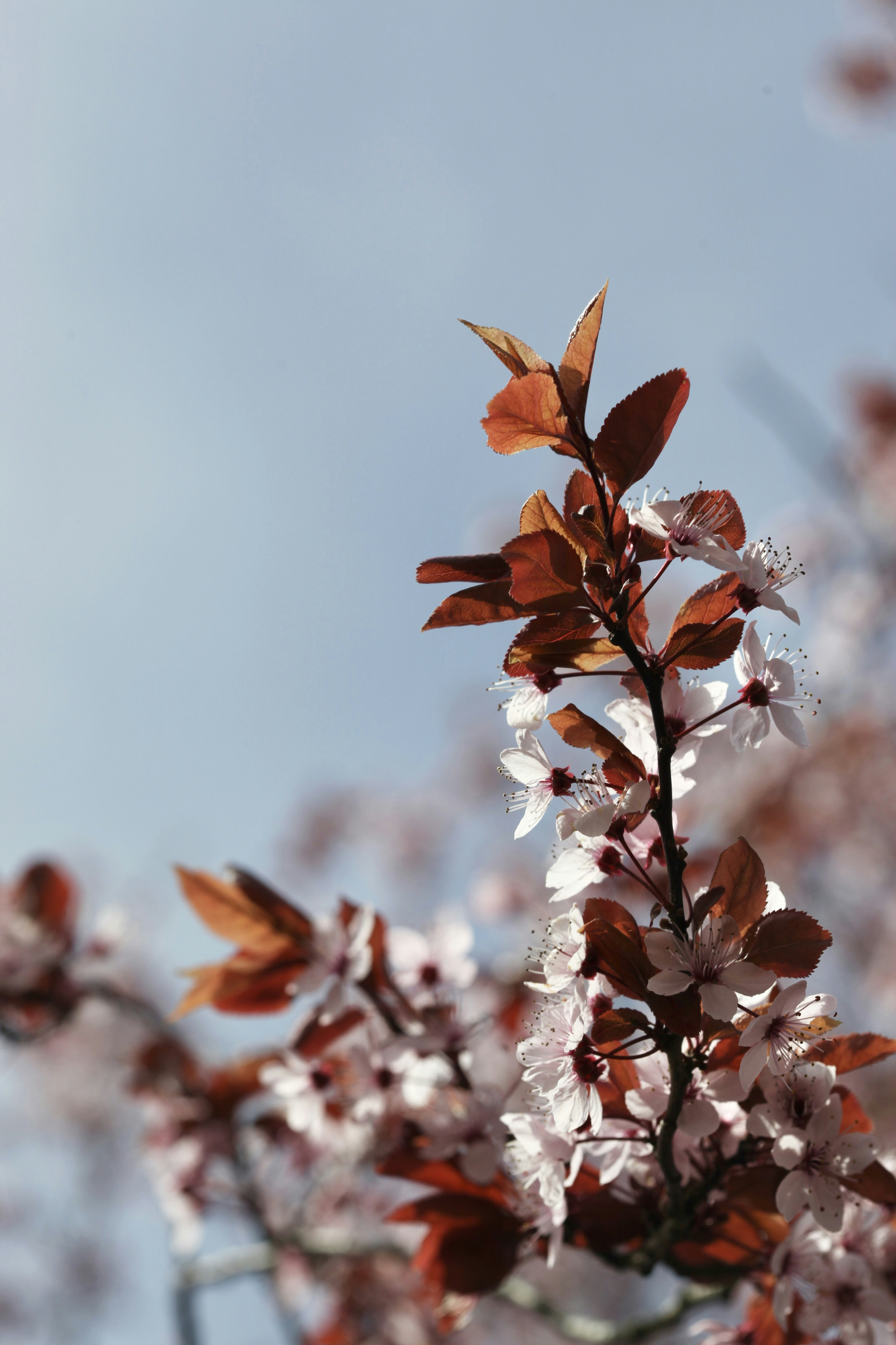 Blossoms in a Clear Sky: Crimson Leaves Framing White Petals