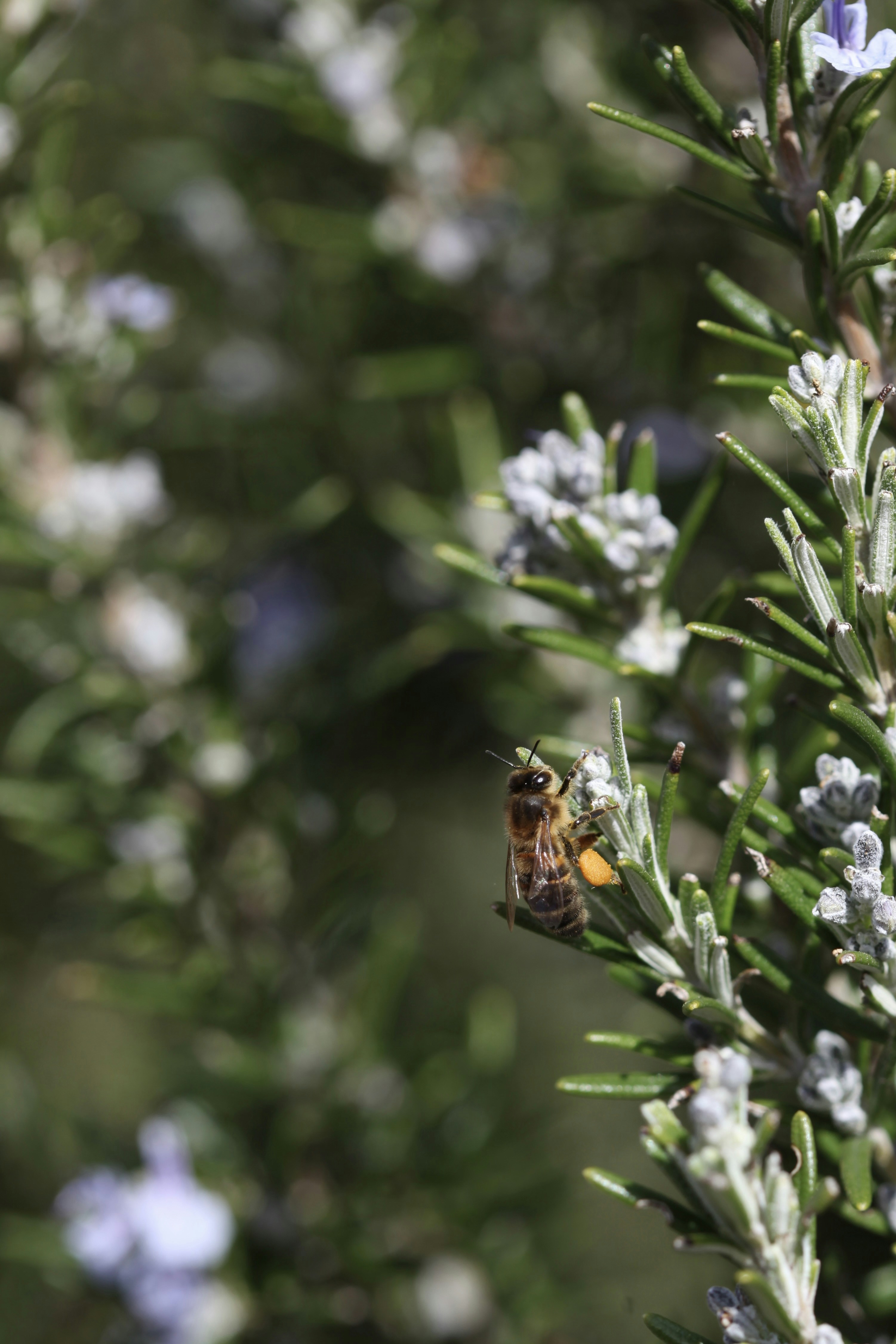 Pollinator at the Lavender Edge