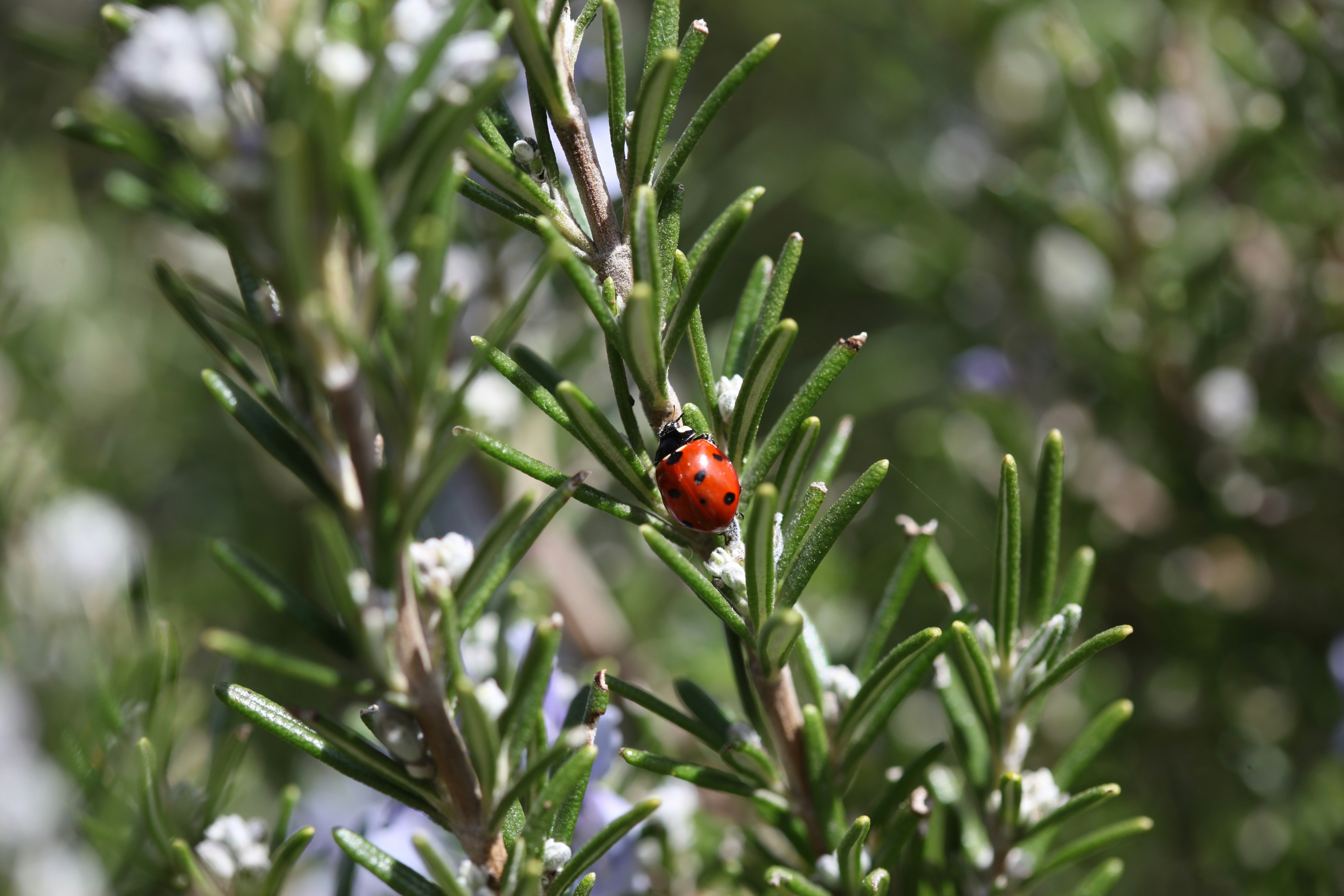 Ladybird on a Rosemary Sprig: a Tiny Red Dot Amid Green Spikes