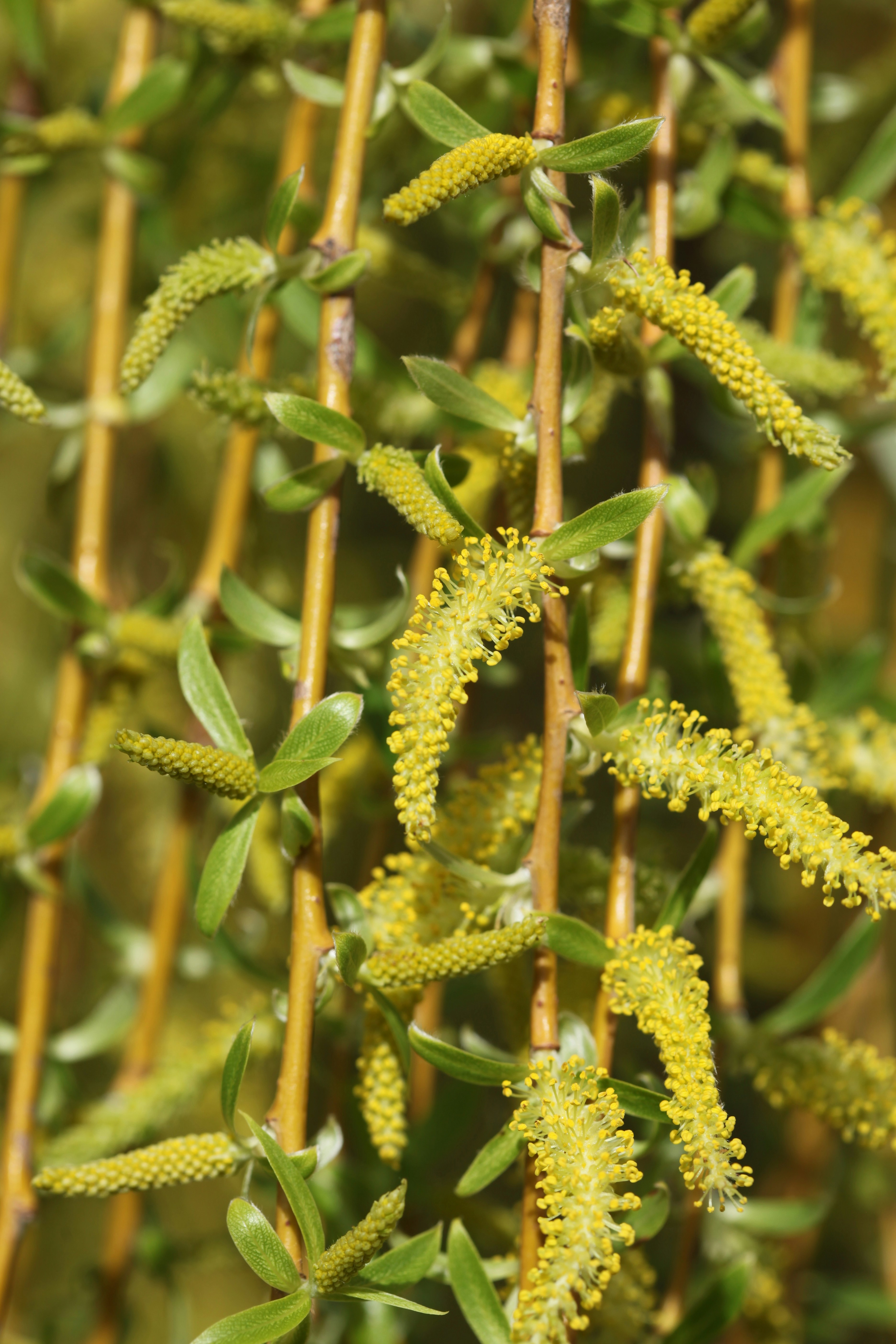 Yellow Catkins Climbing the Golden Reed Fence