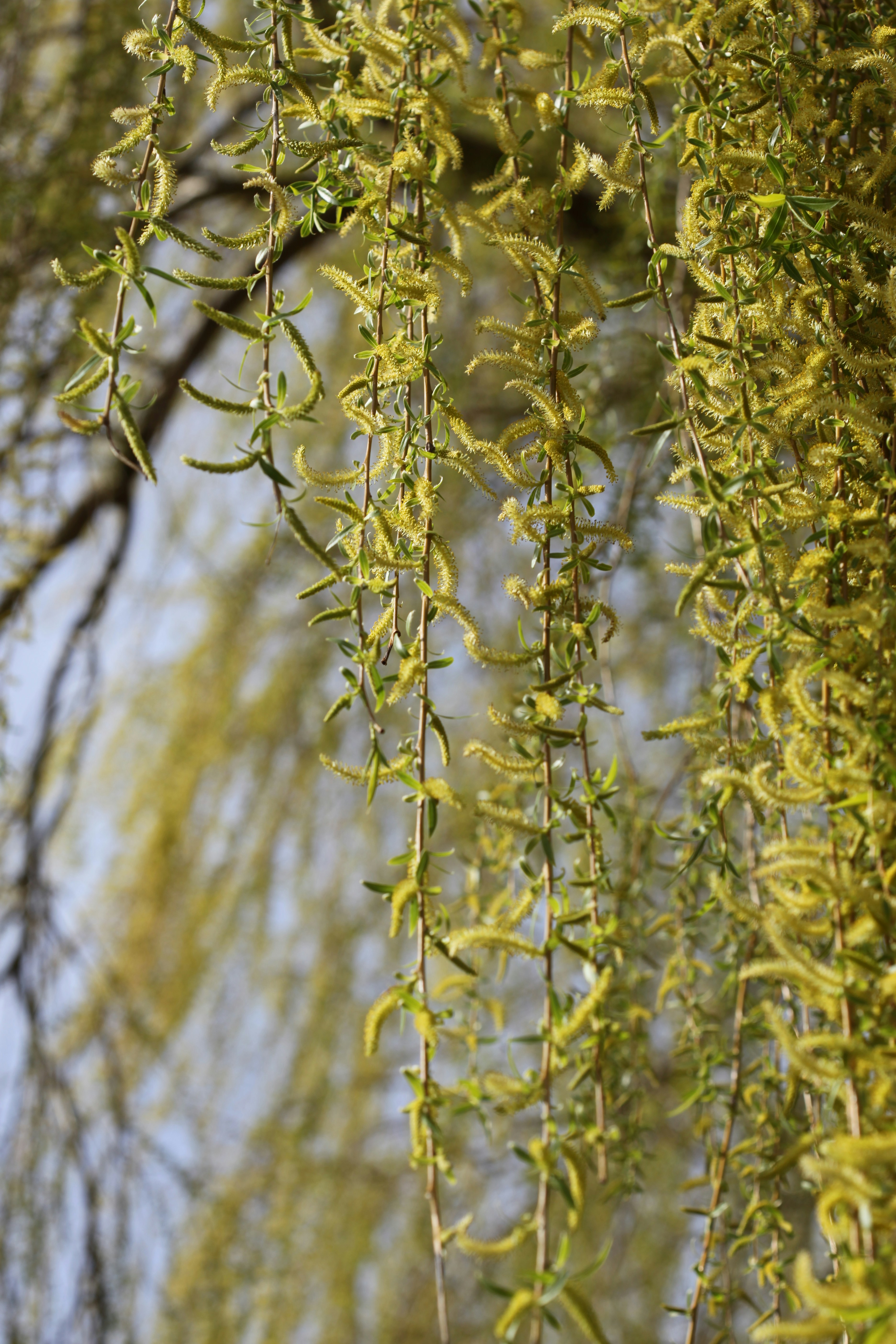 Golden wisps: Hanging catkins in spring light