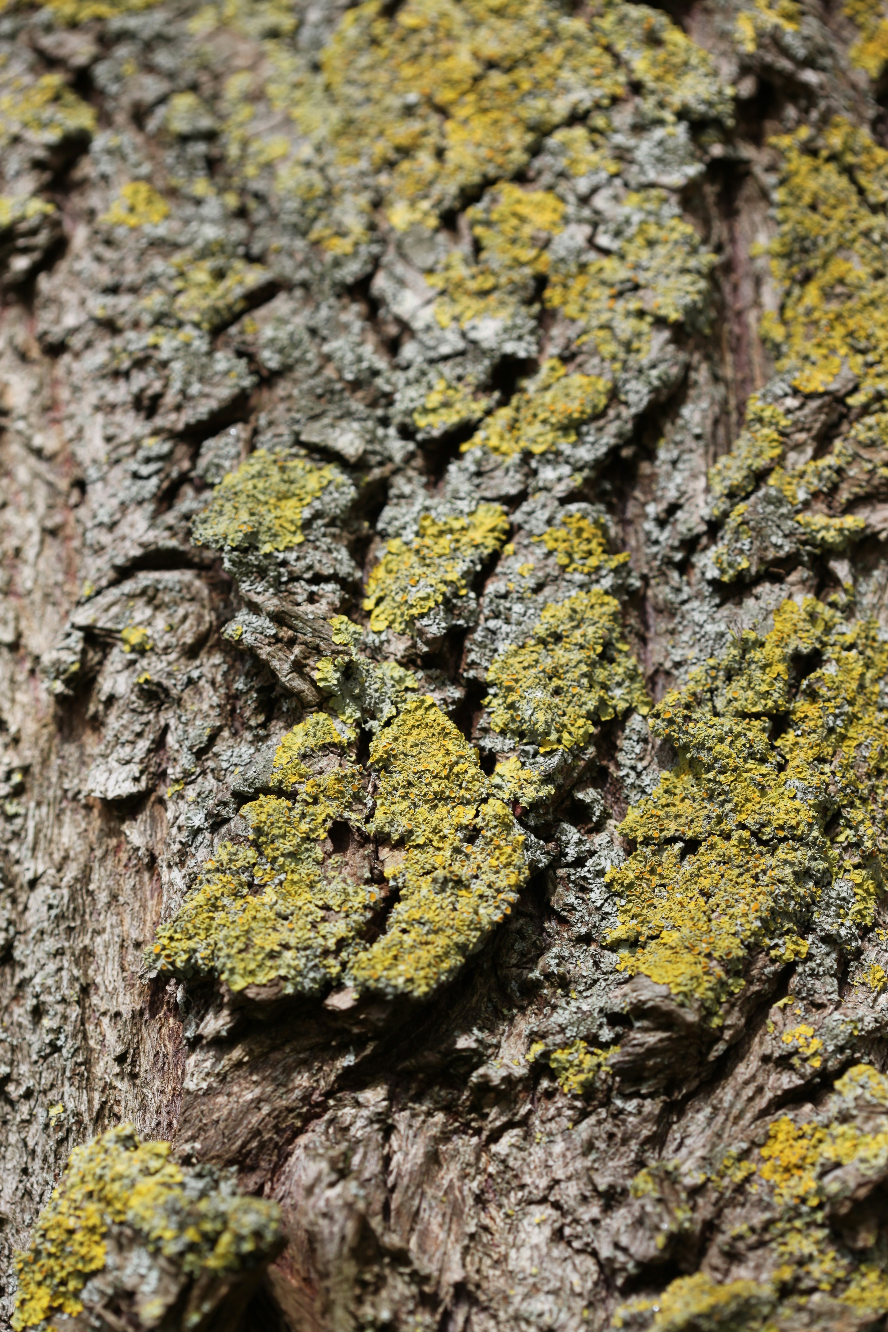 Lichen-Cloaked Bark: A Textured Trudge Through Time
