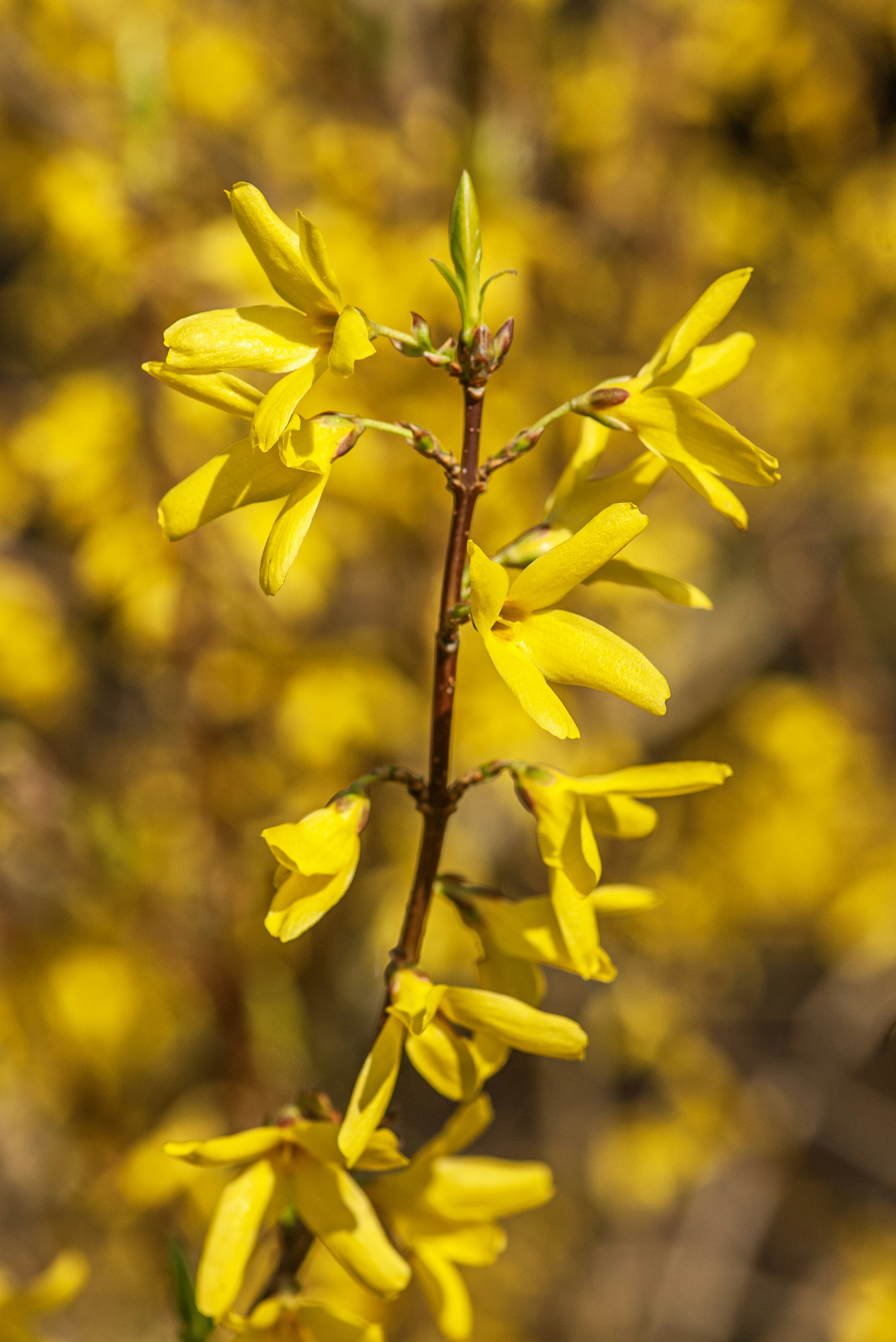 Sunlit Canary: A Close‑up of Forcing Yellow Blooms Against a Soft Blur