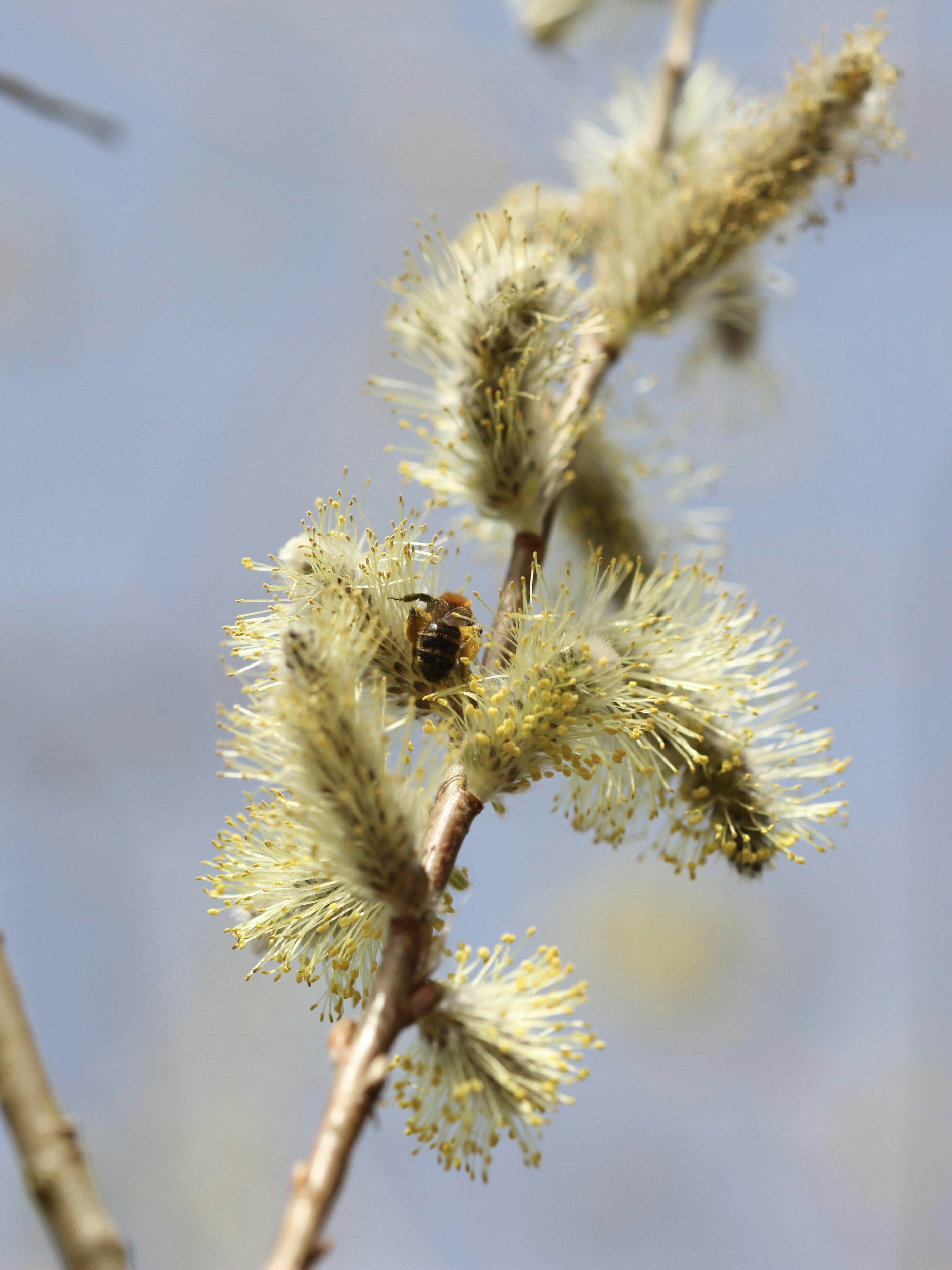 Pollen-Starved Buds: A Bee in Sharp Focus on Springcatkin Branch