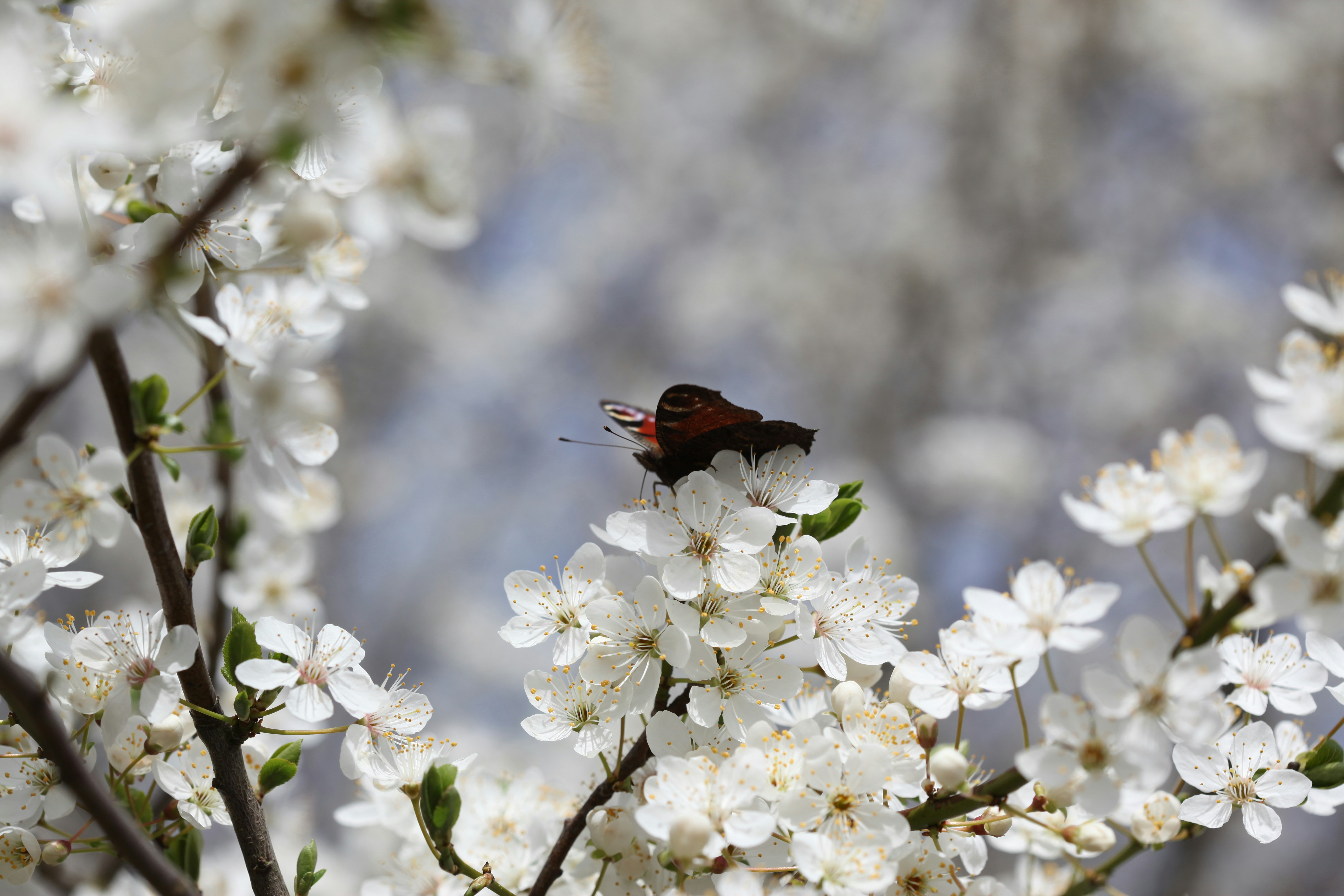 Crimson-winged Butterfly on Snowy White Blossoms