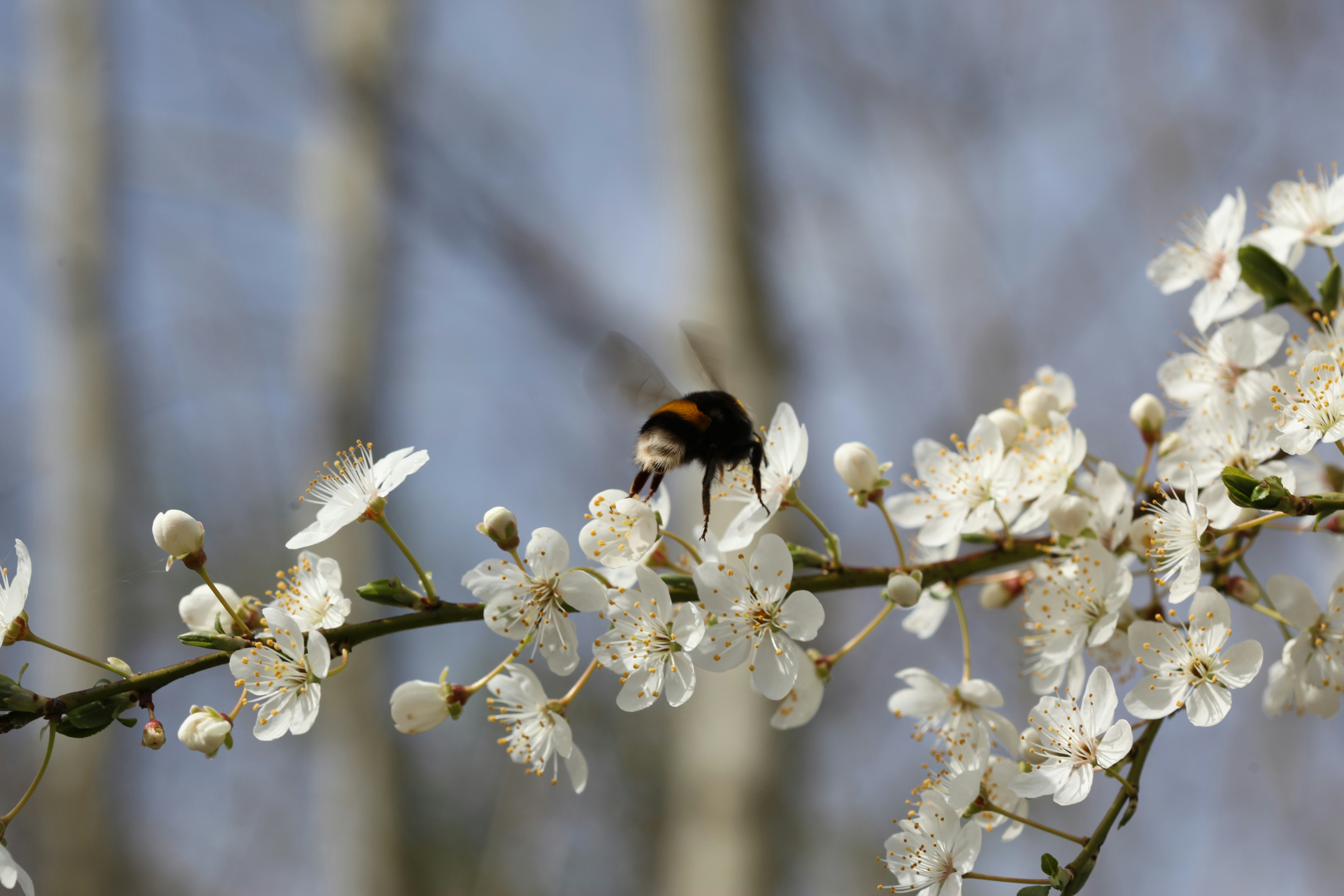 Bee on White Blossom: A Delicate Mid-Spring Moment
