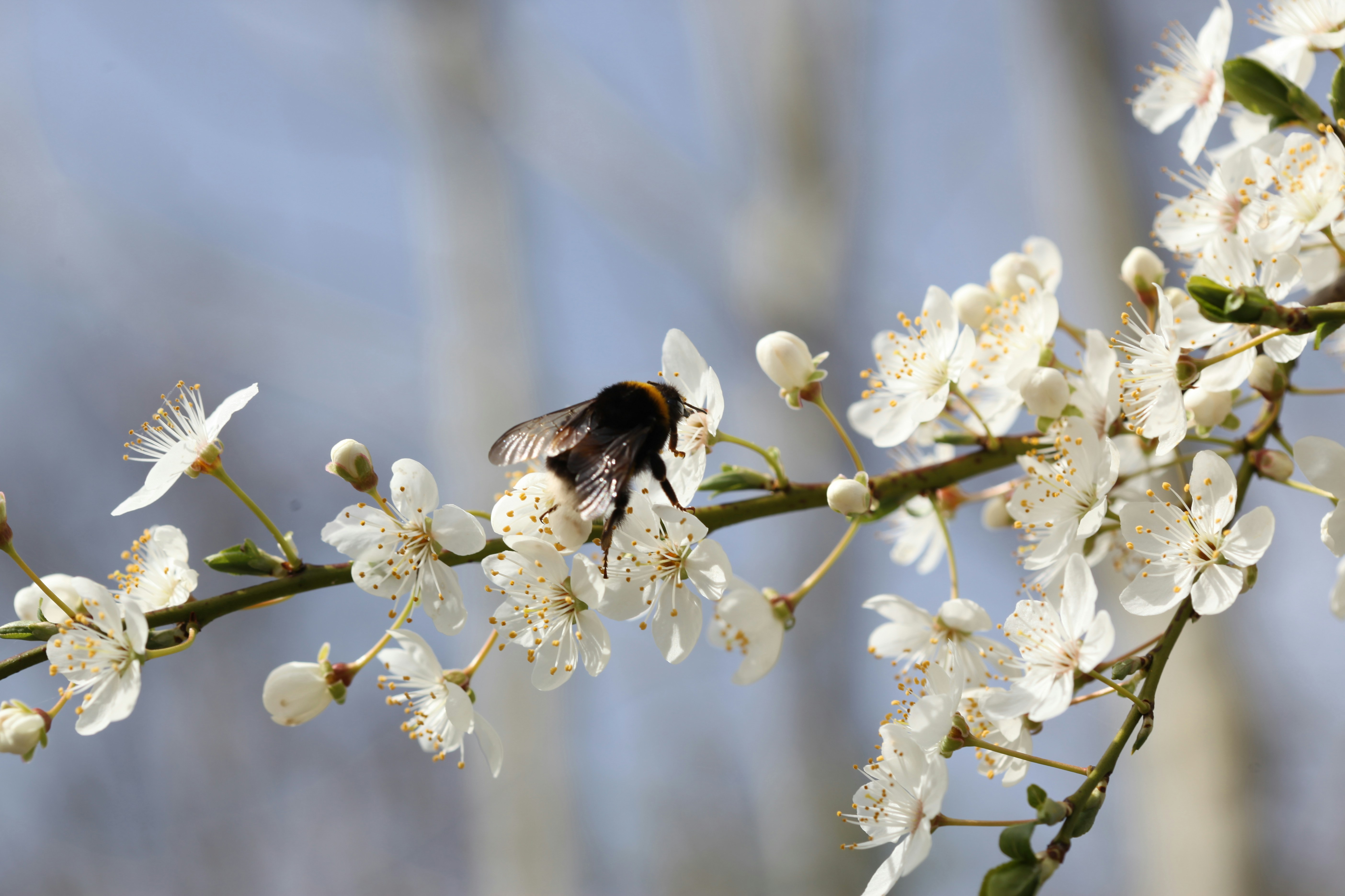 Mid-Flight on White Blossom Trail: A Butterfly Amid Spring Buds