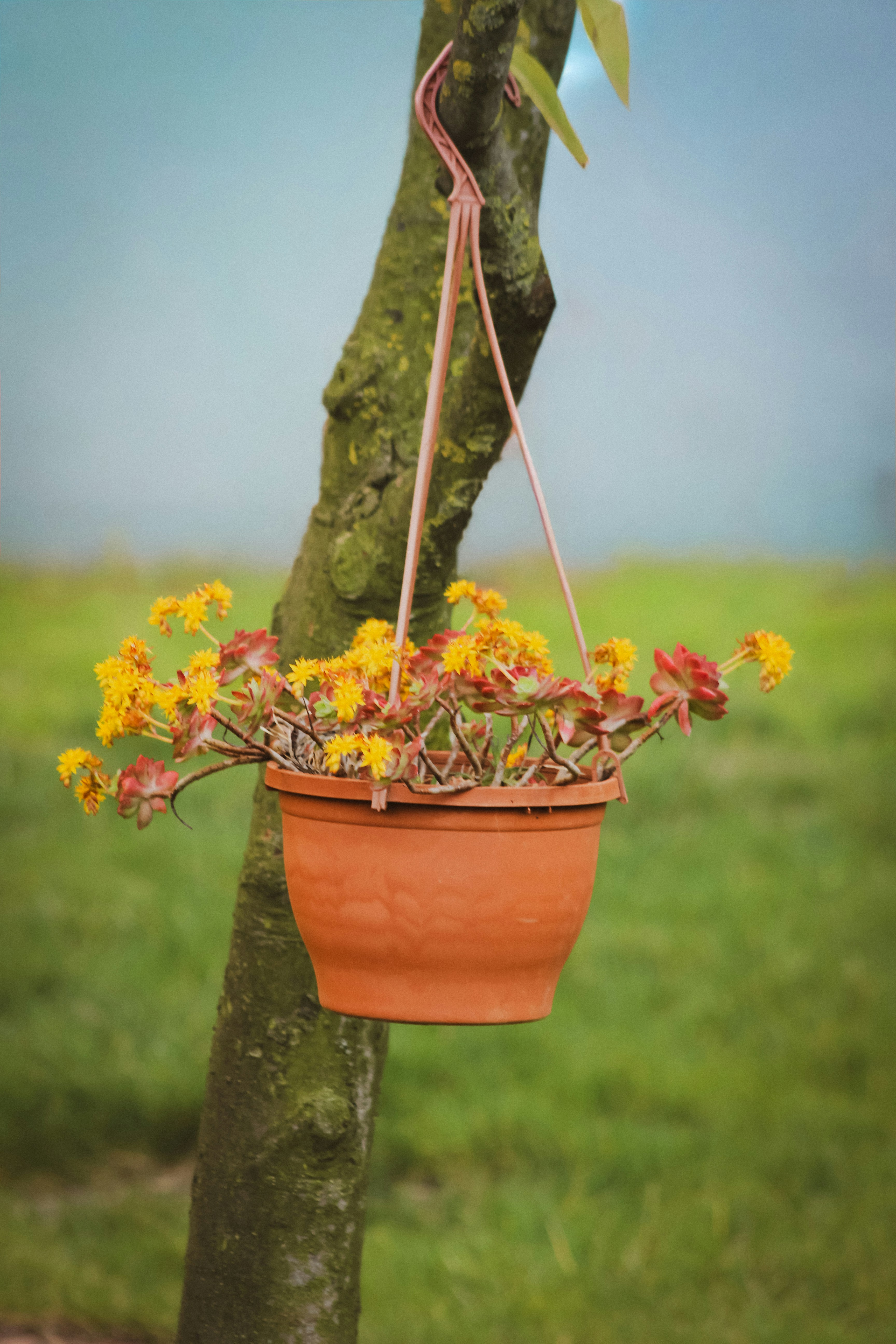 Hanging Garden: A Terracotta Pot Brims with Bright Blooms Against a Trunk