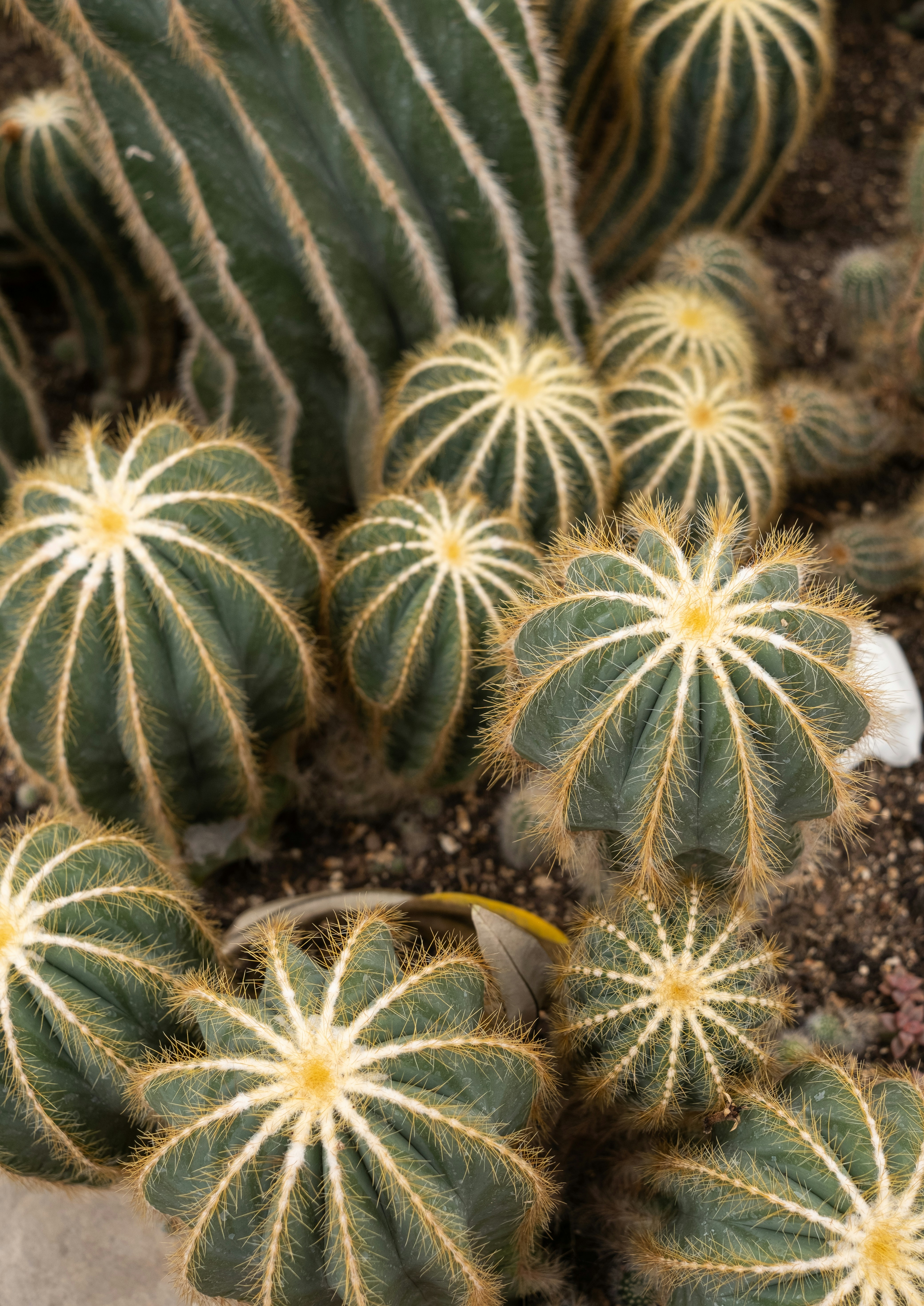 Starry Cactus Crown: Golden Spines in a Desert Bed