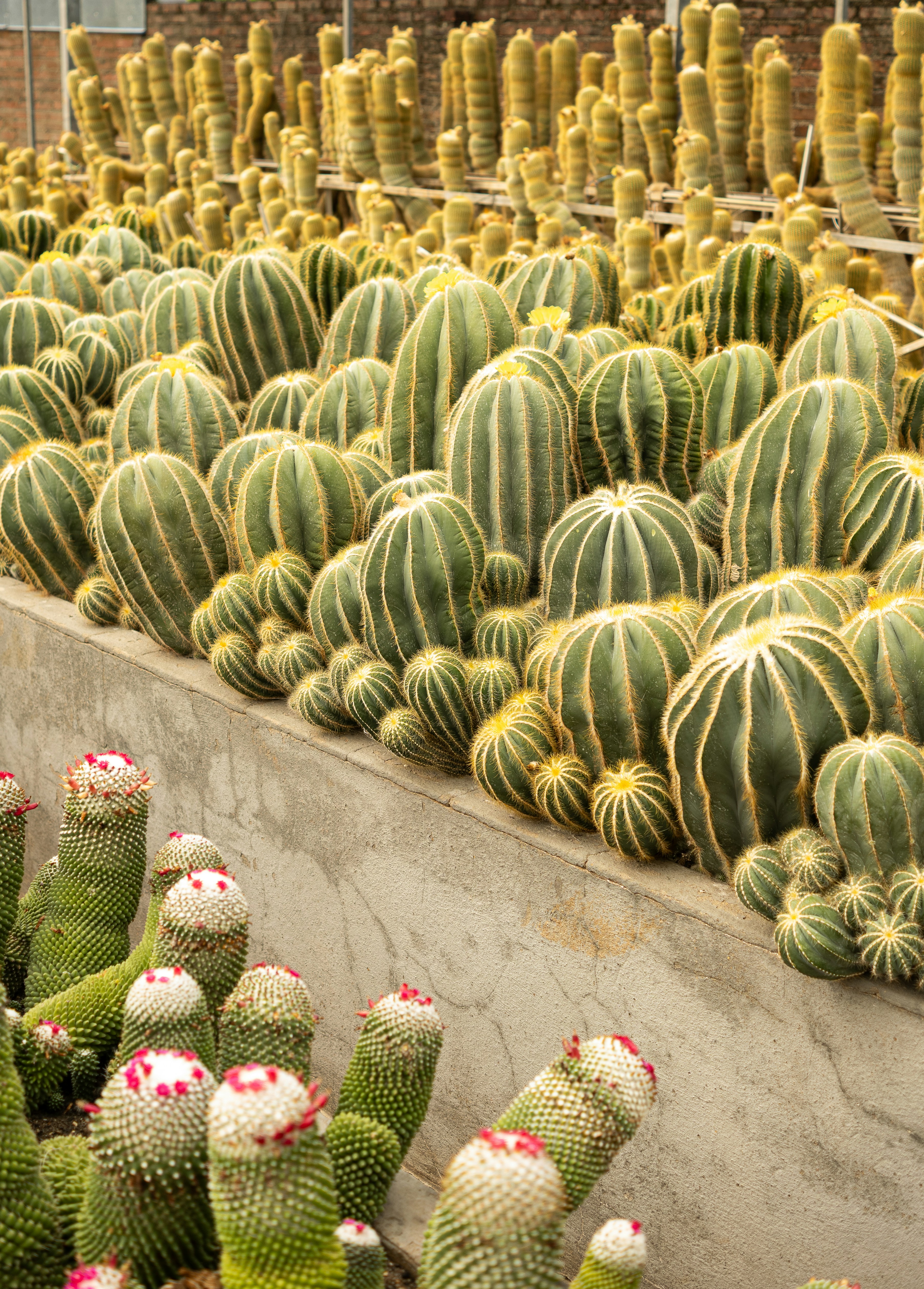 Untamed Geometry: A Field of Barrel Cacti