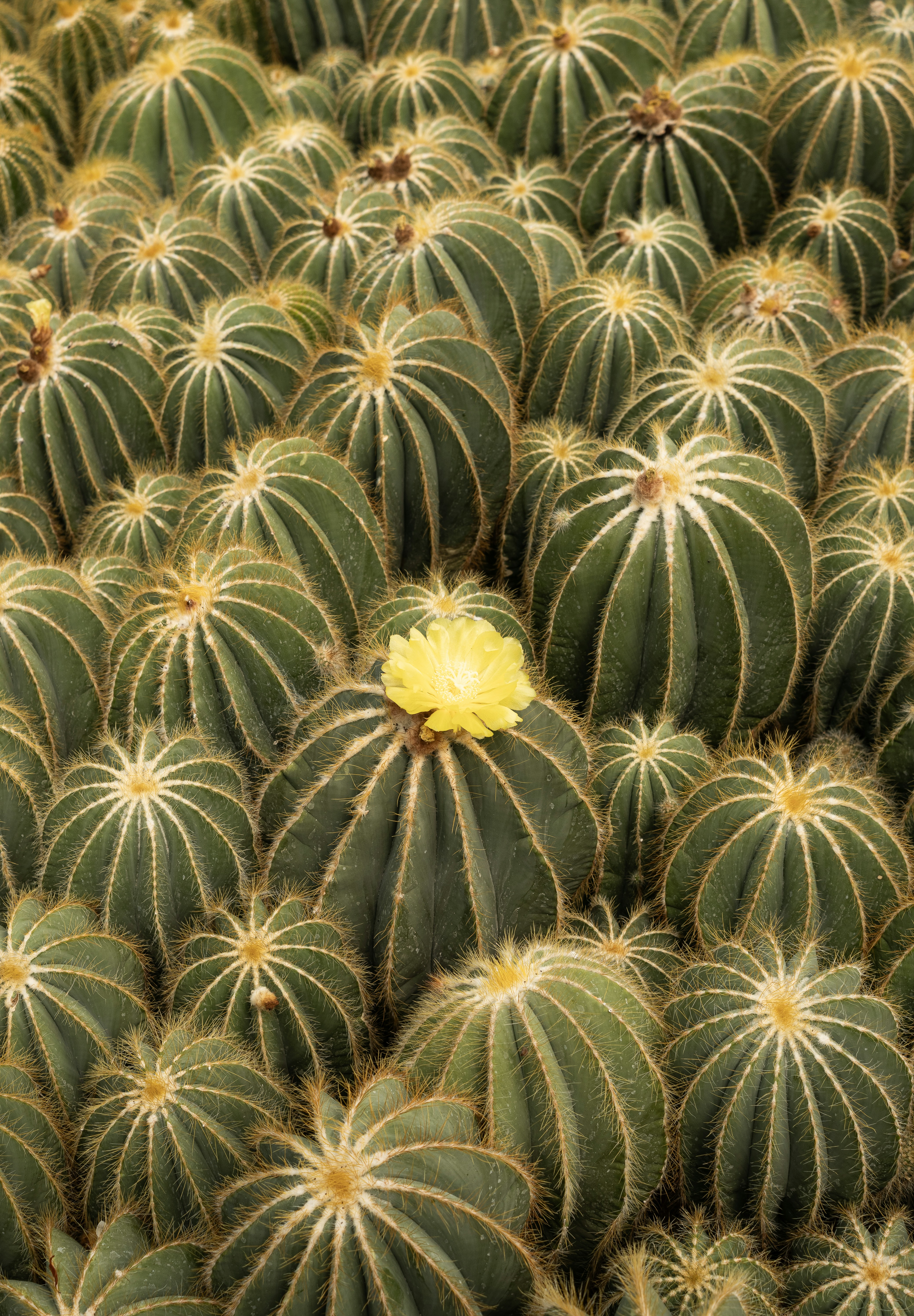 A Sunlit Burst Among Desert Giants
