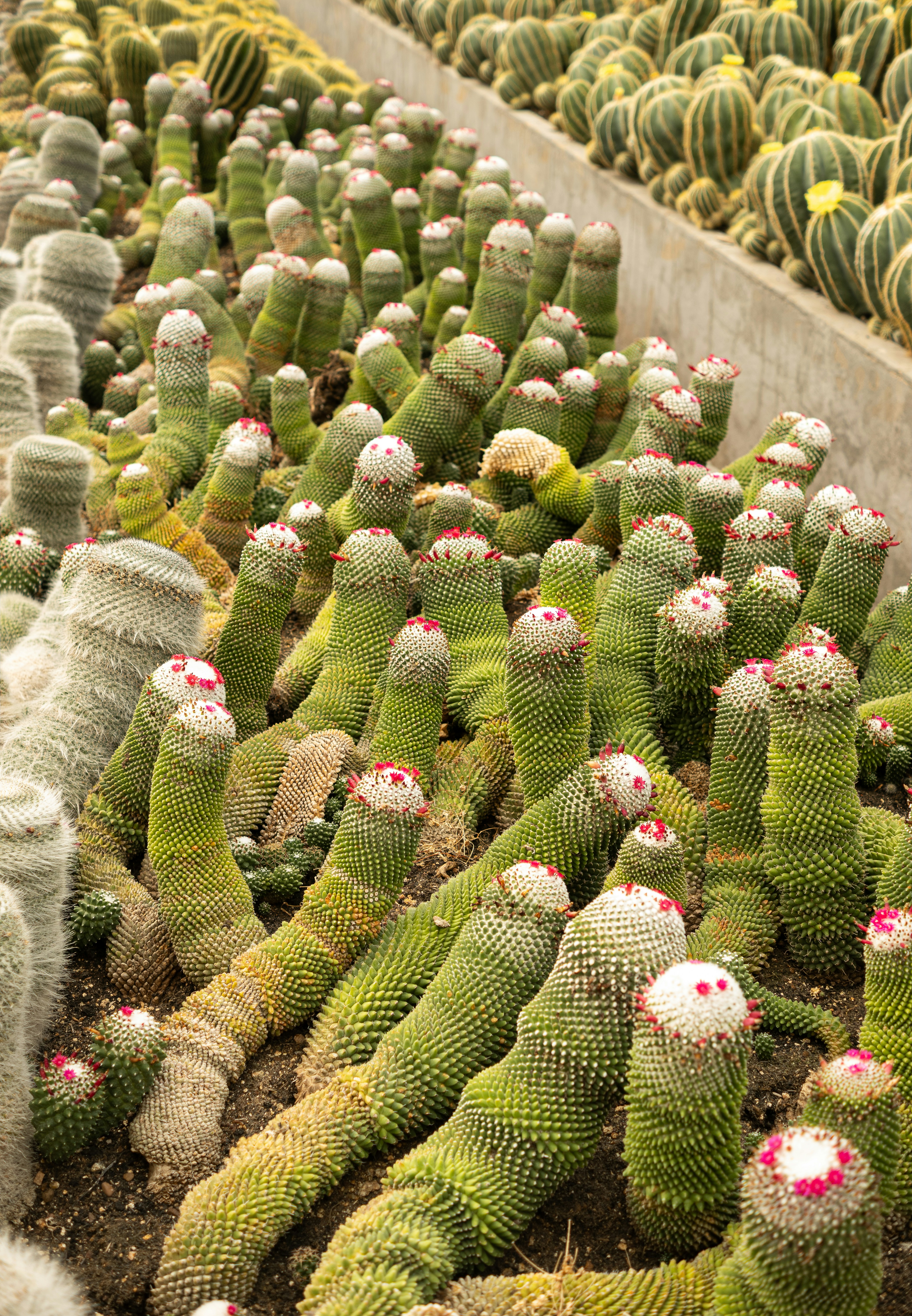 Columnar cacti in a sunlit nursery: textured green silhouettes stretch toward the frame