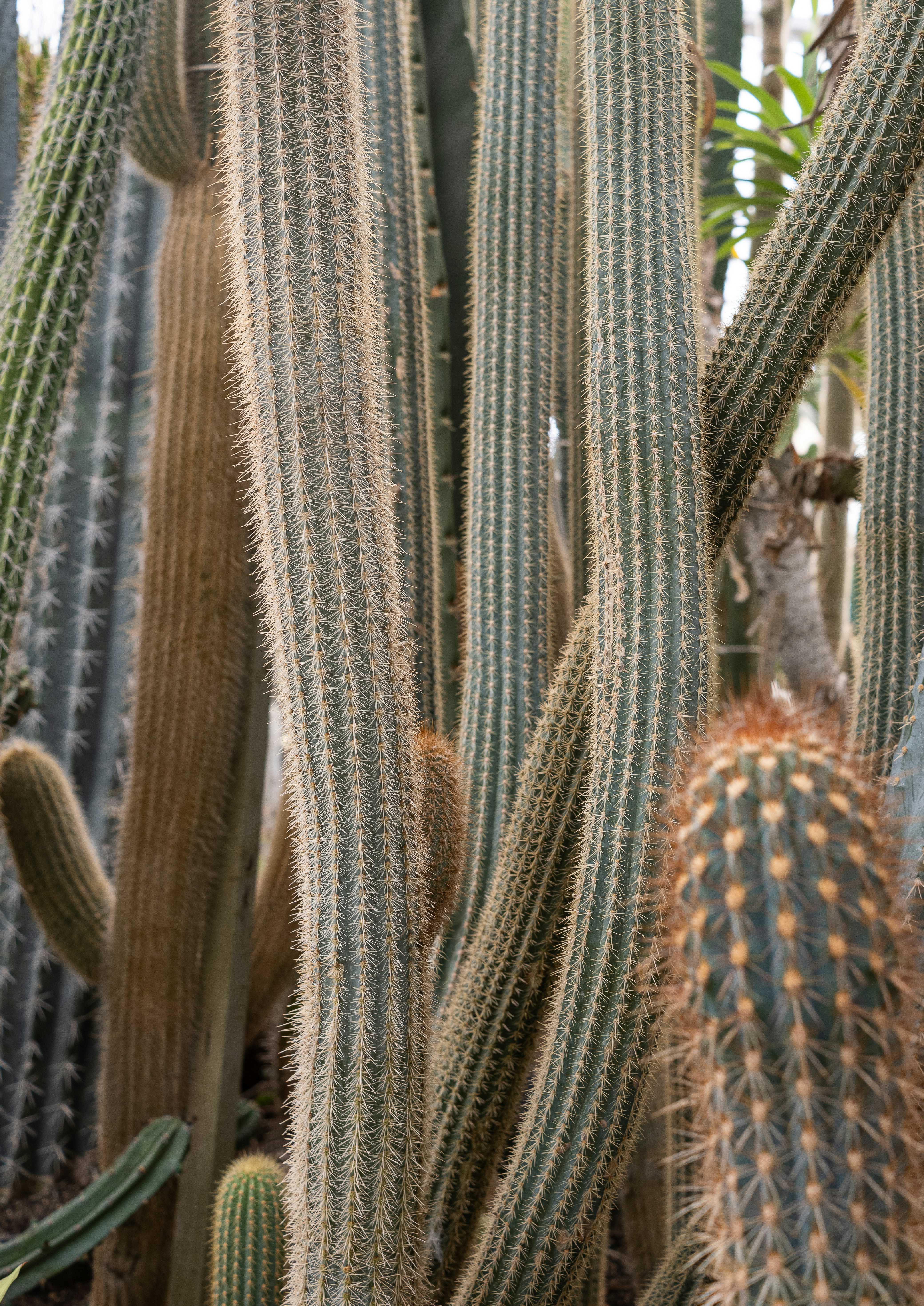Tangled Cacti: Portraits of Spine and Silhouette